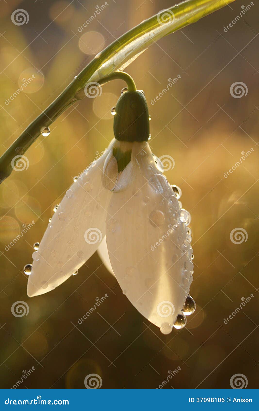 Snowdrops stock photo. Image of green, light, lonely - 37098106