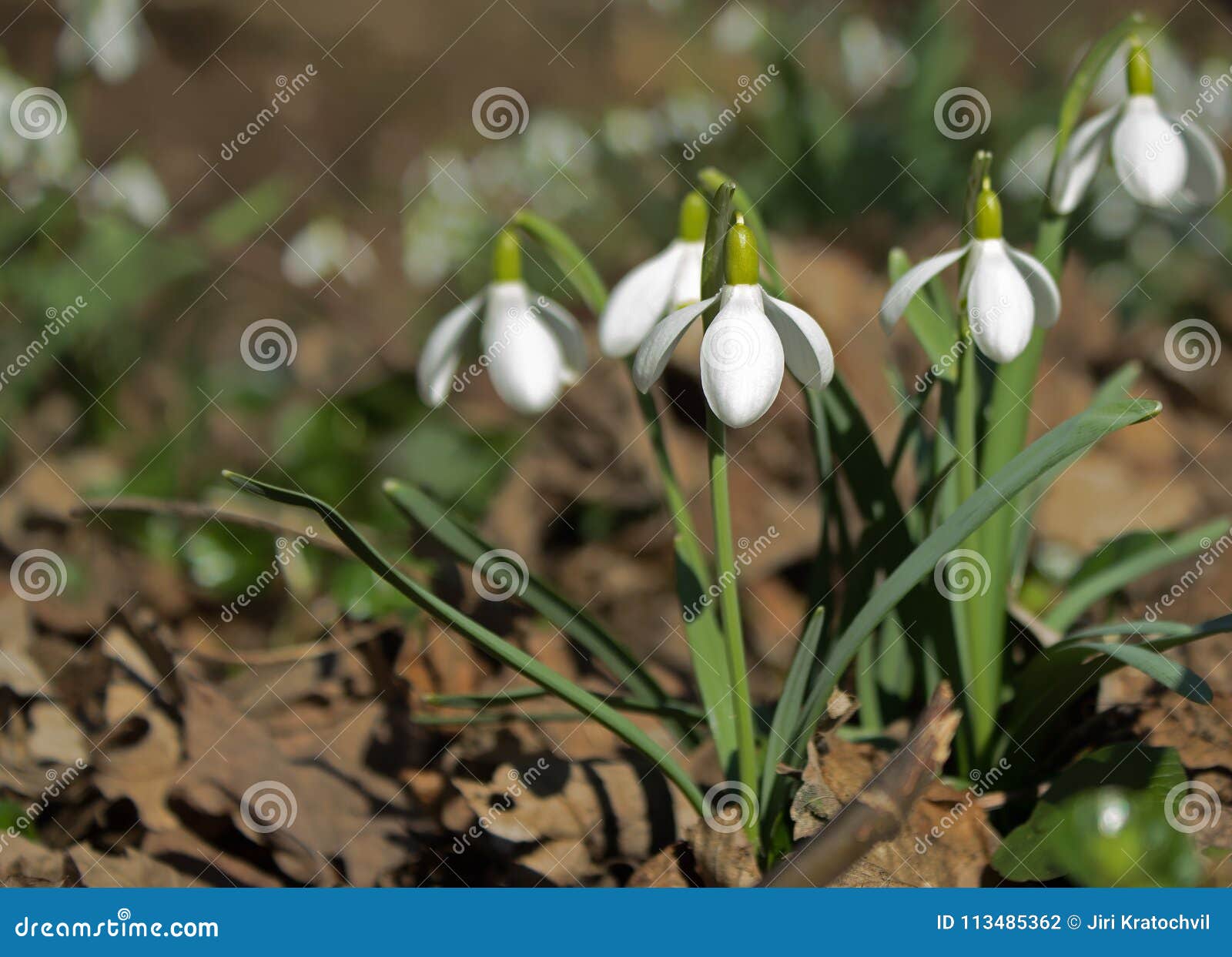 Snowdrops and dry leaves stock photo. Image of beautiful - 113485362