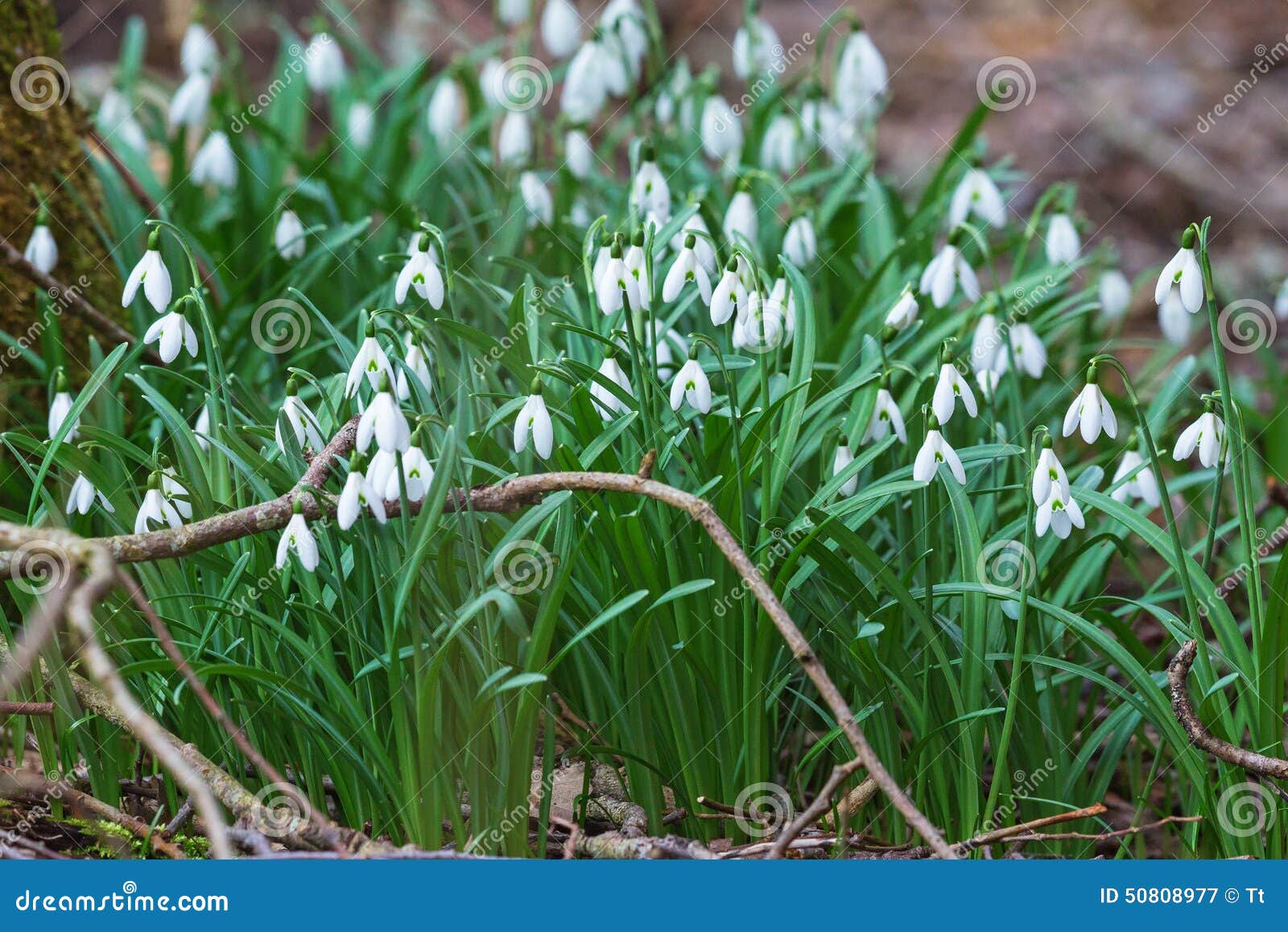 Snowdrops in early spring stock image. Image of galanthus - 50808977