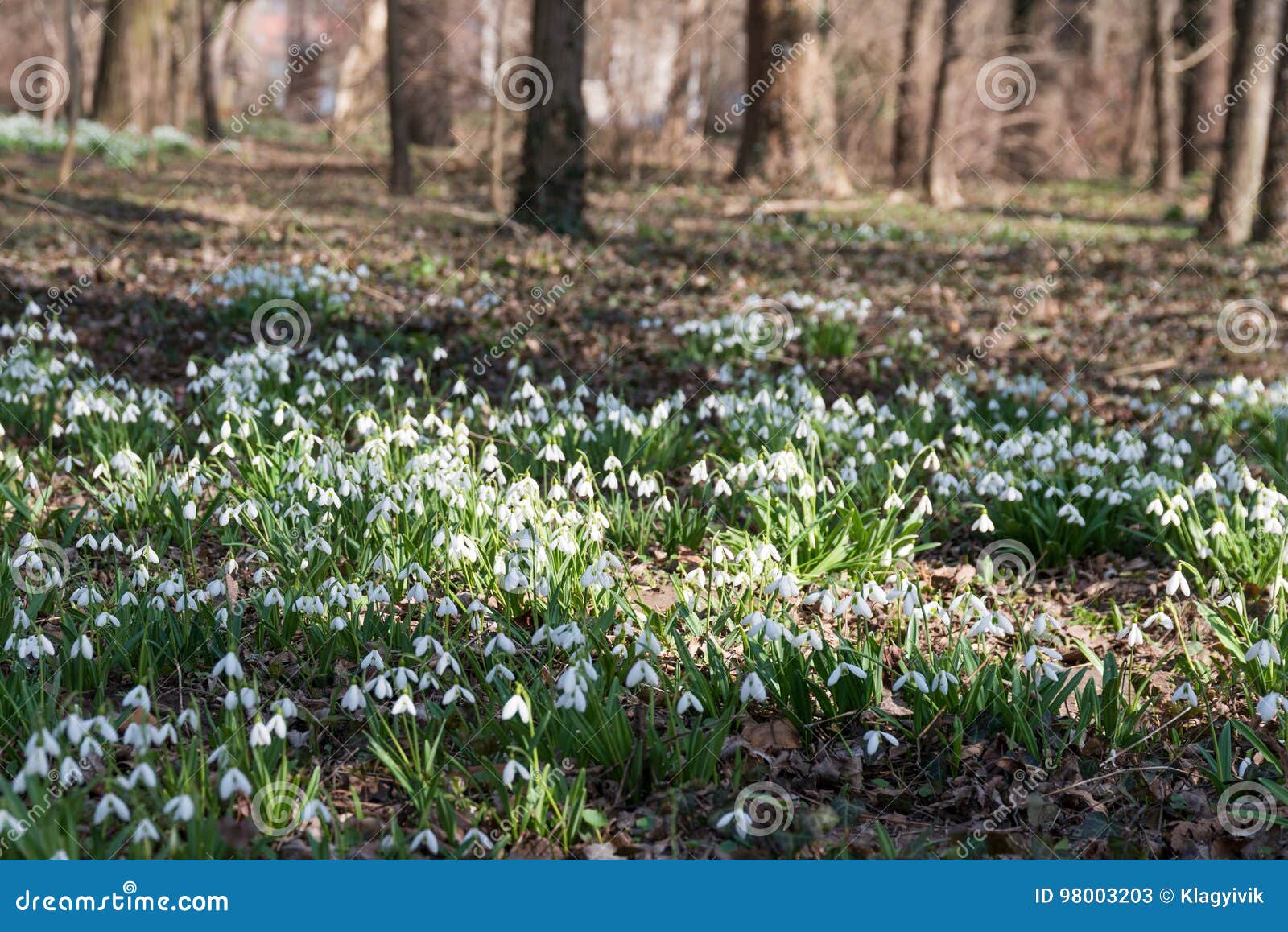 Snowdrops stock image. Image of outdoors, plant, snowdrop - 98003203