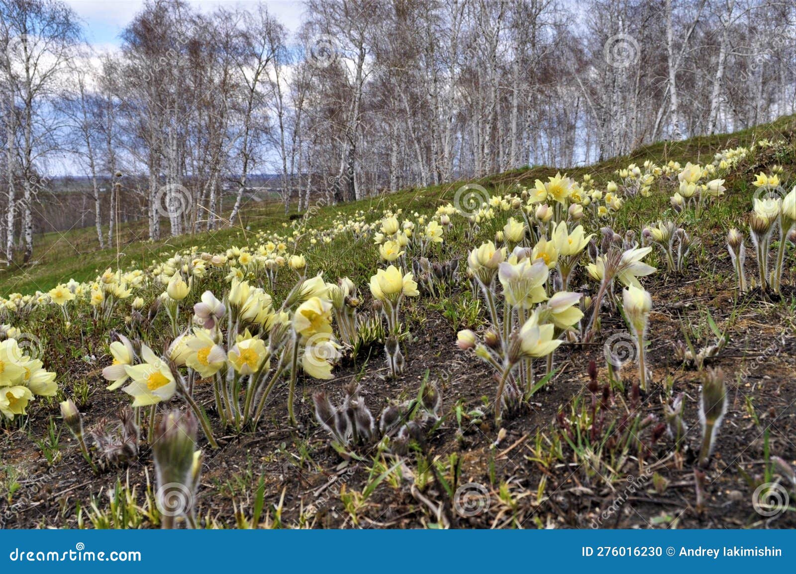 Snowdrops in the Field in Spring Stock Photo - Image of green, earth ...