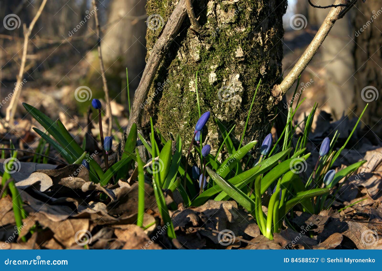 Snowdrops Field Under Tree Stock Photos - Free & Royalty-Free Stock ...