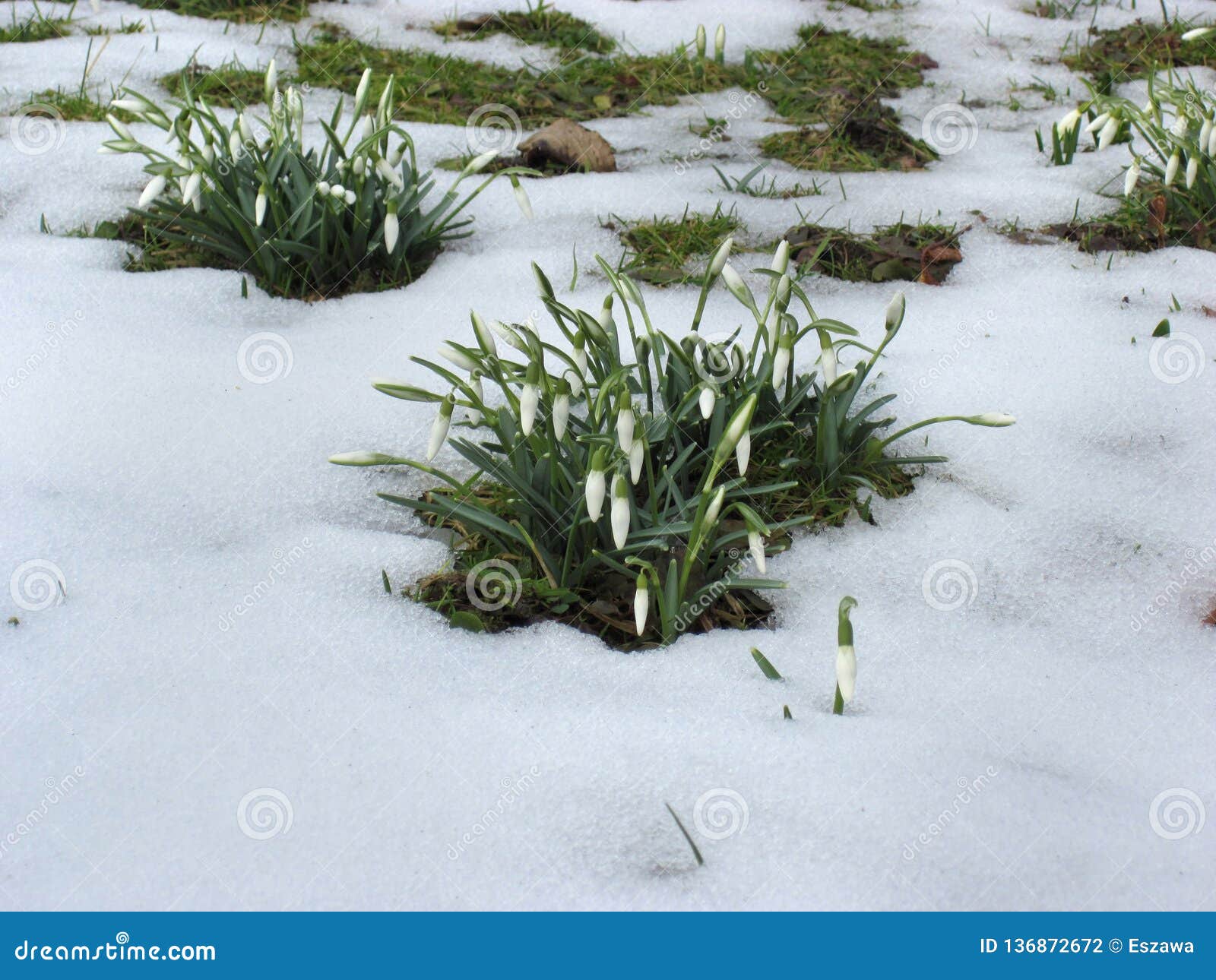 Snowdrops First Early Spring Flowers Galanthus Nivalis Stock Photo ...
