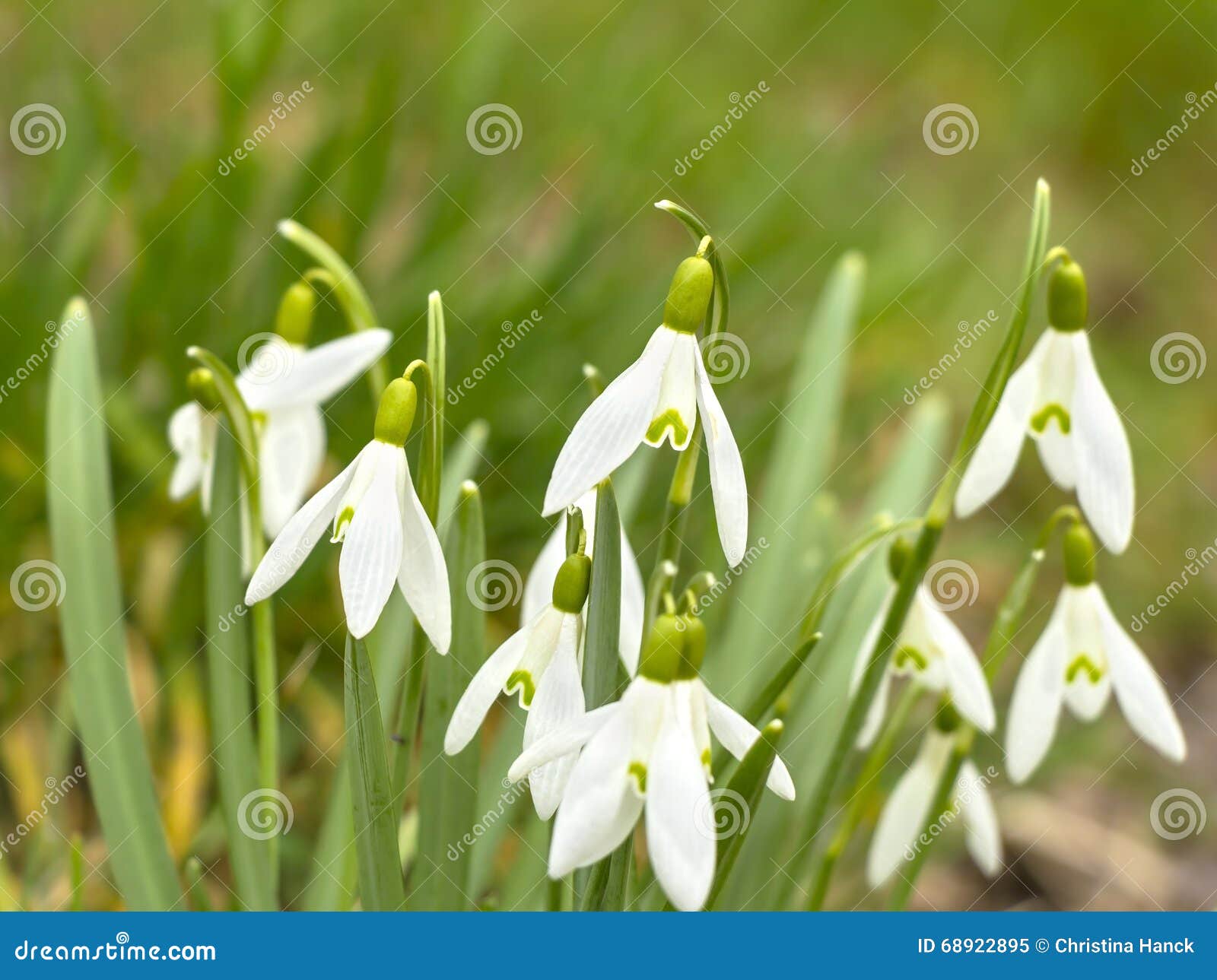 Snowdrops are the First Flowers in Springtime Stock Image - Image of ...