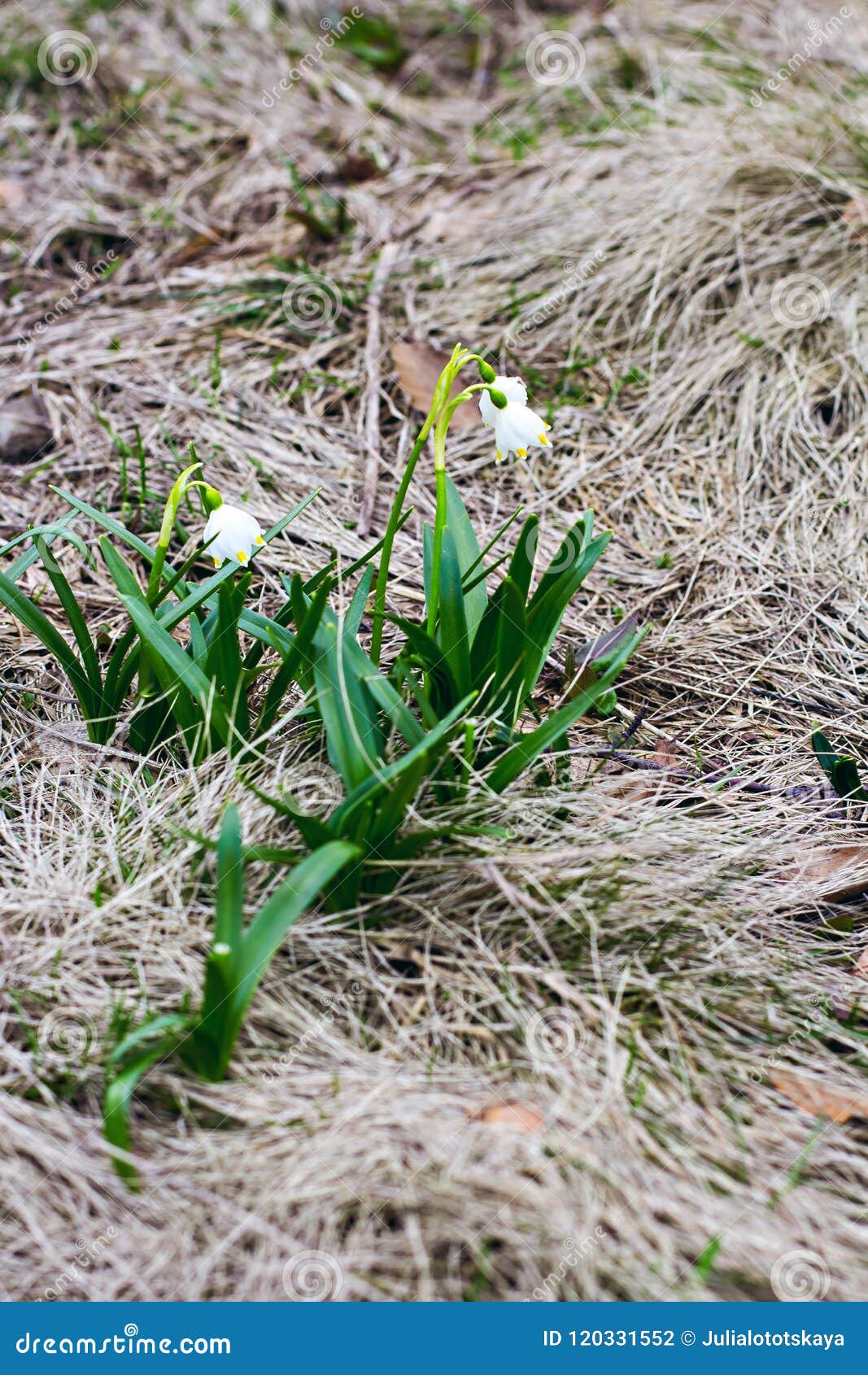 Snowdrops. the First Spring Flowers Stock Photo - Image of color ...