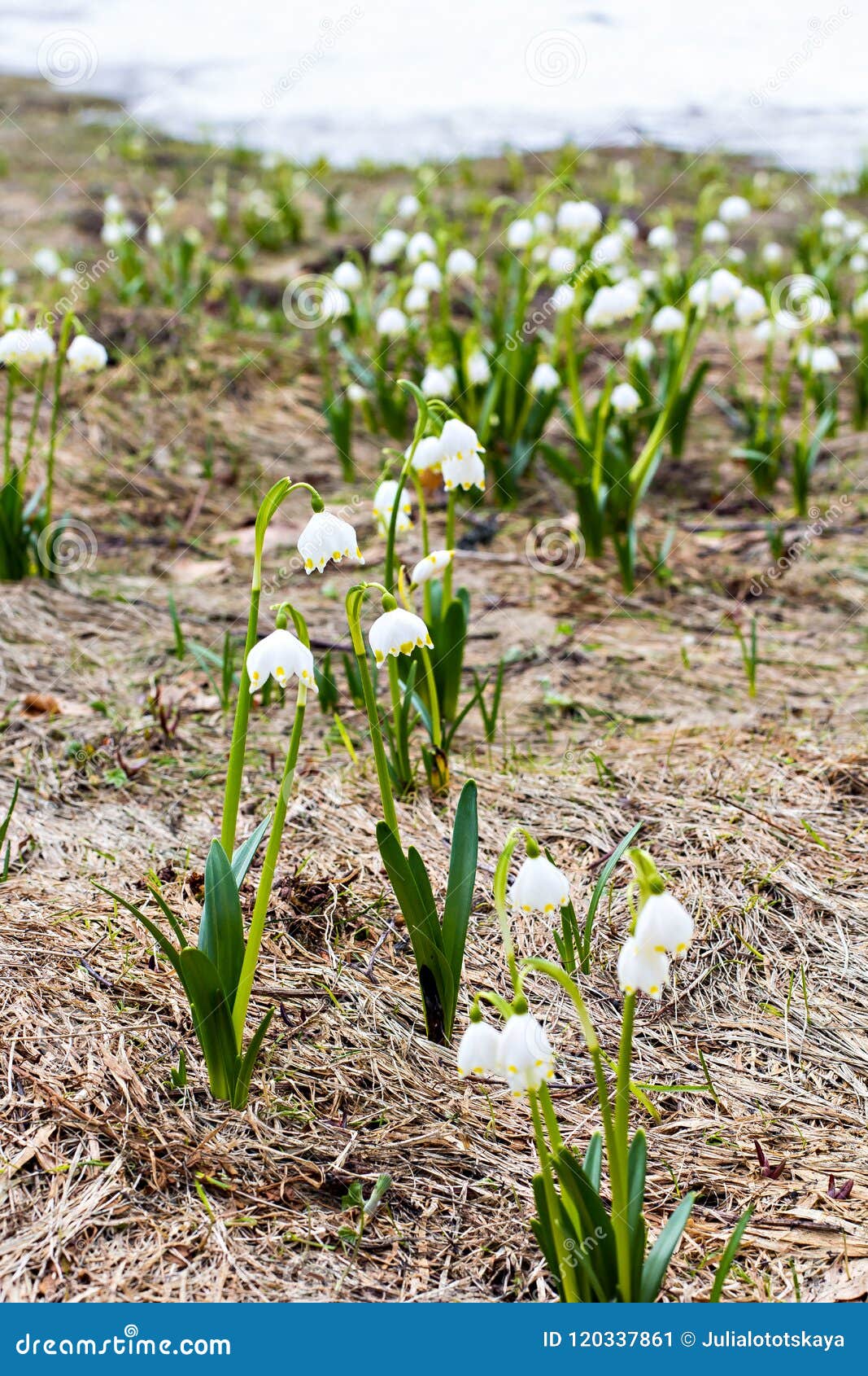 Snowdrops. the First Spring Flowers Stock Image - Image of field, grass ...