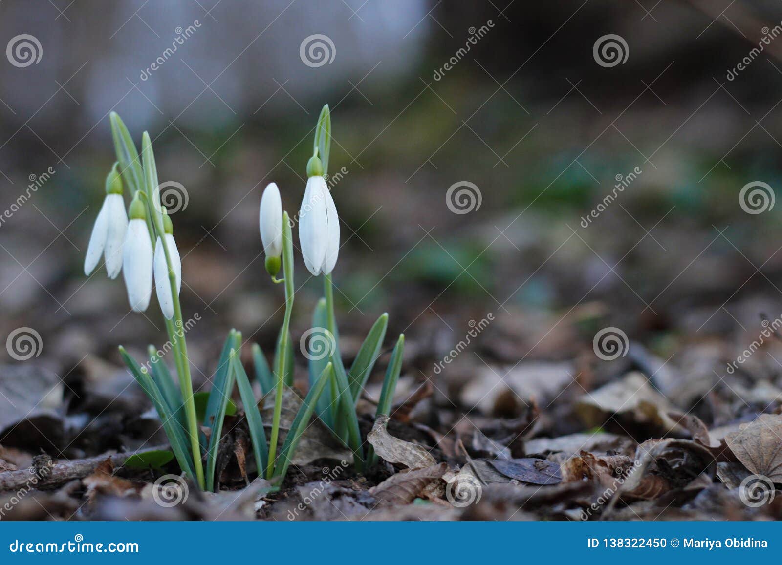Snowdrops First Spring Flowers. Stock Photo - Image of natural, forest ...