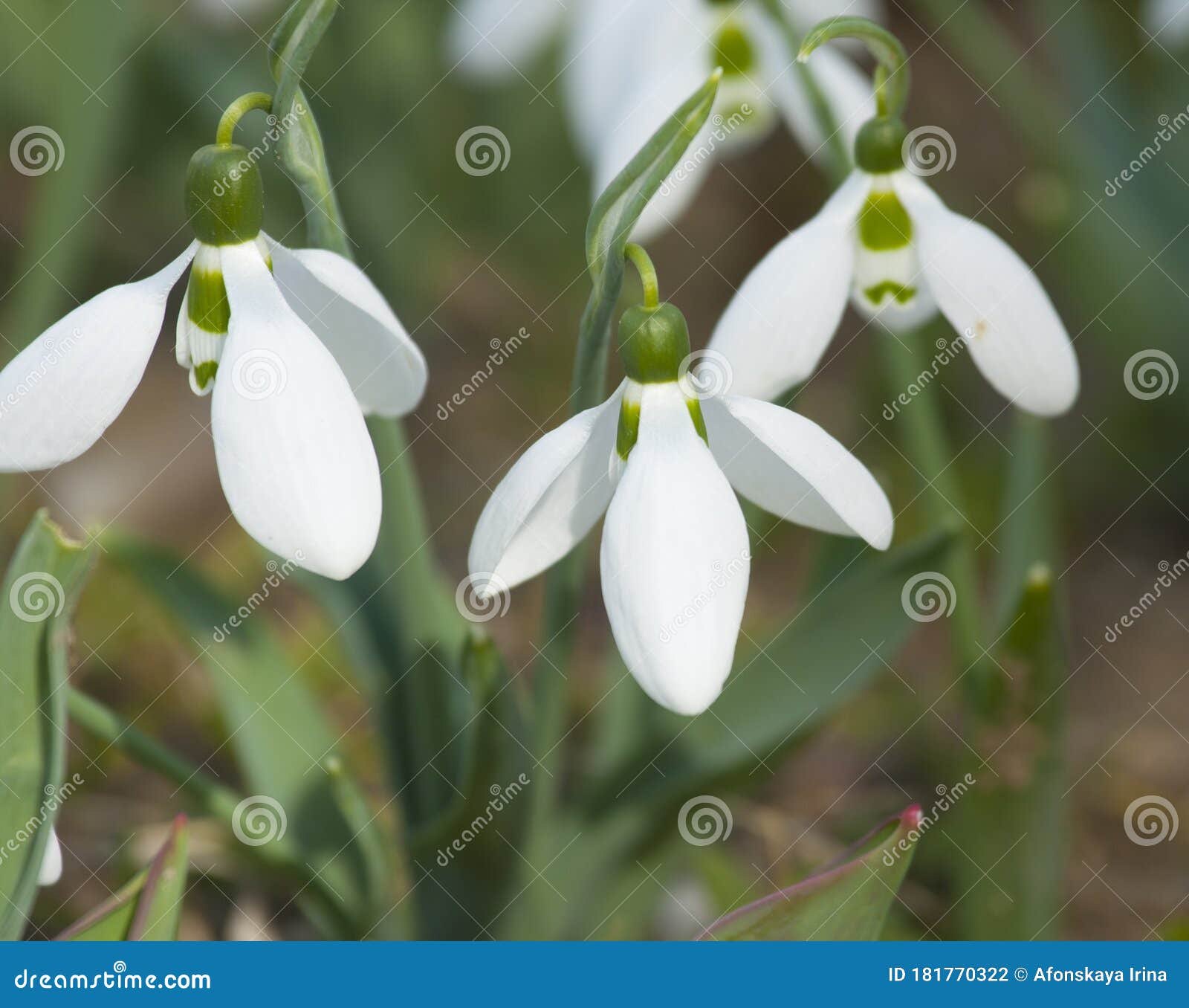 Snowdrops - First Spring Flowers White Colour - on Ground, St. St ...