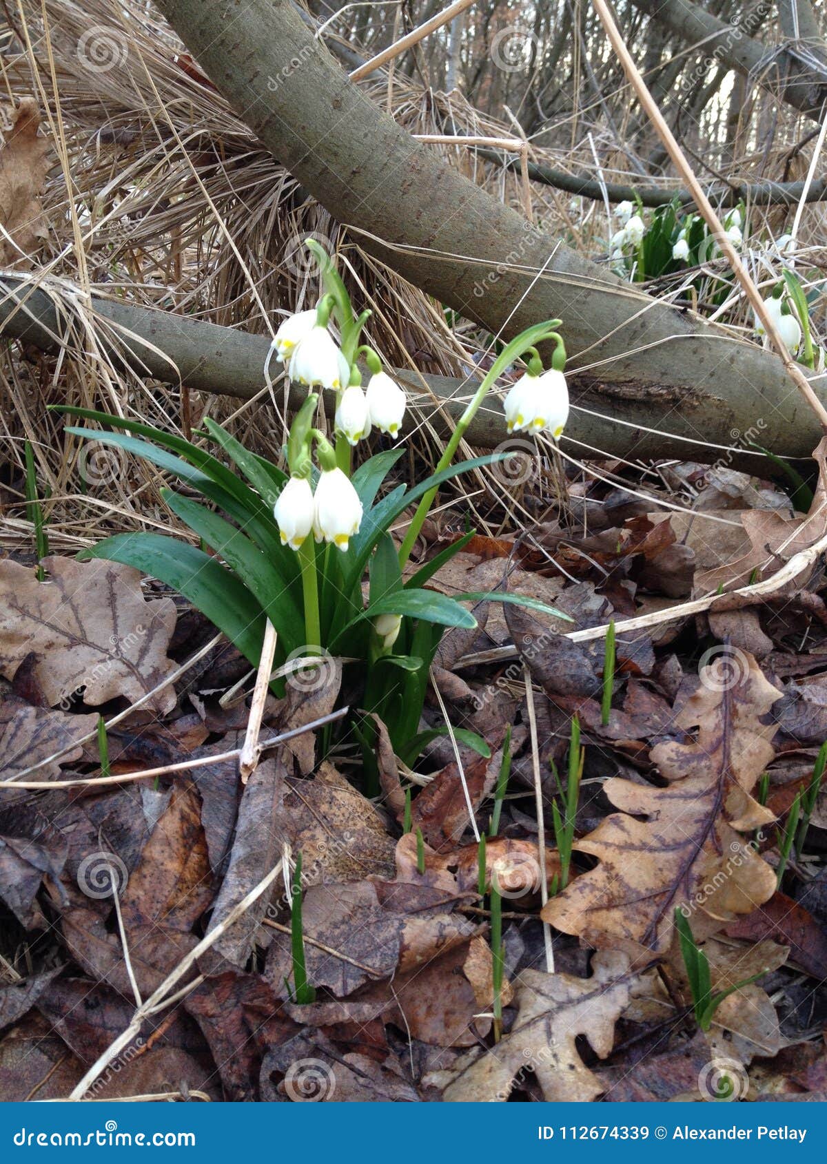 Snowdrops flowers stock image. Image of autumn, nature - 112674339