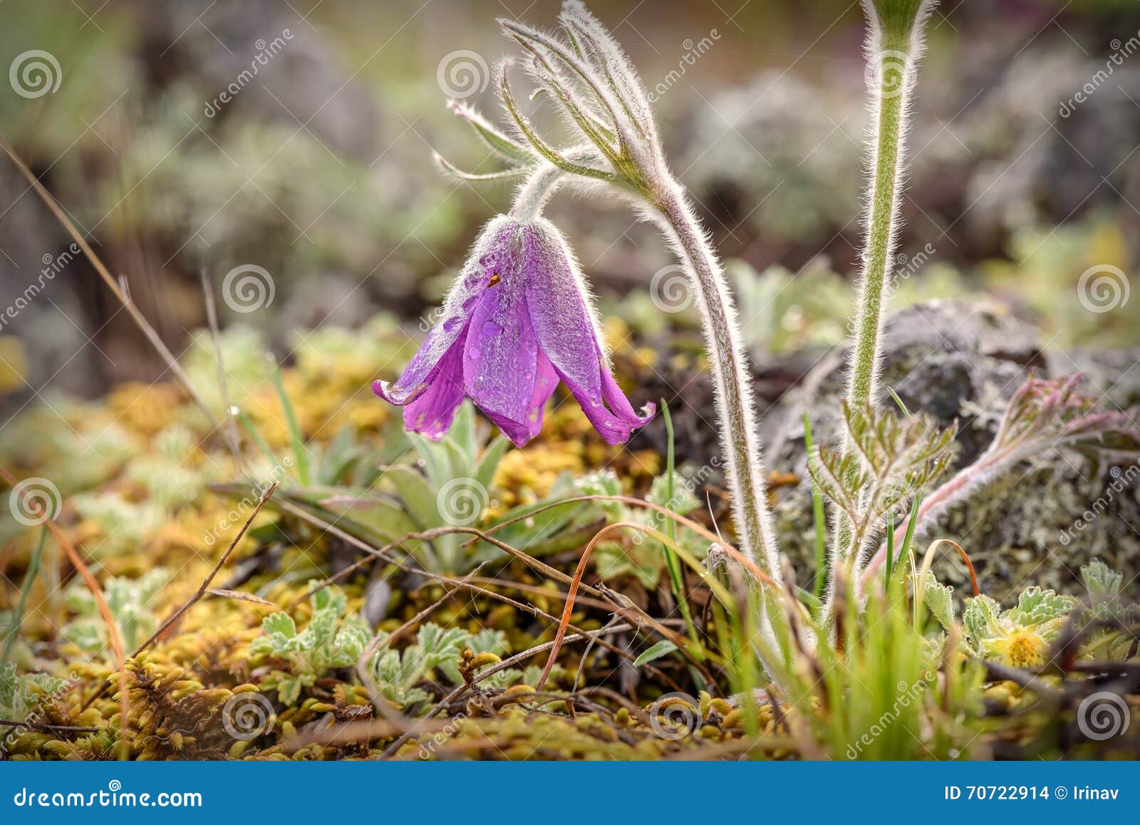 Snowdrops Flowers First Spring Dew Stock Photo - Image of plant, drops ...