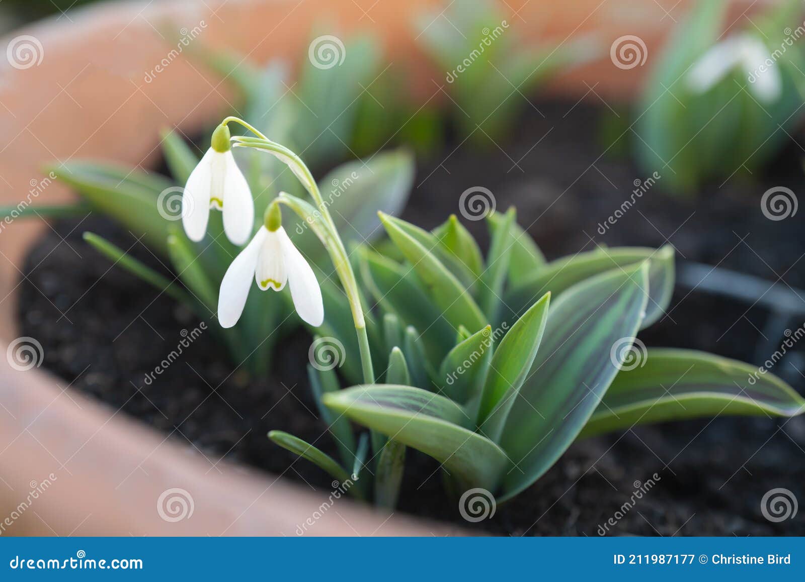 Snowdrops Flowers in a Pot. Shallow Focus Stock Image - Image of drops ...