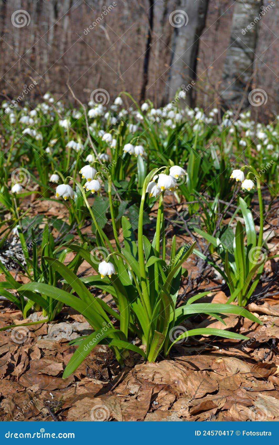 Snowdrops in the forest stock image. Image of adolescence - 24570417