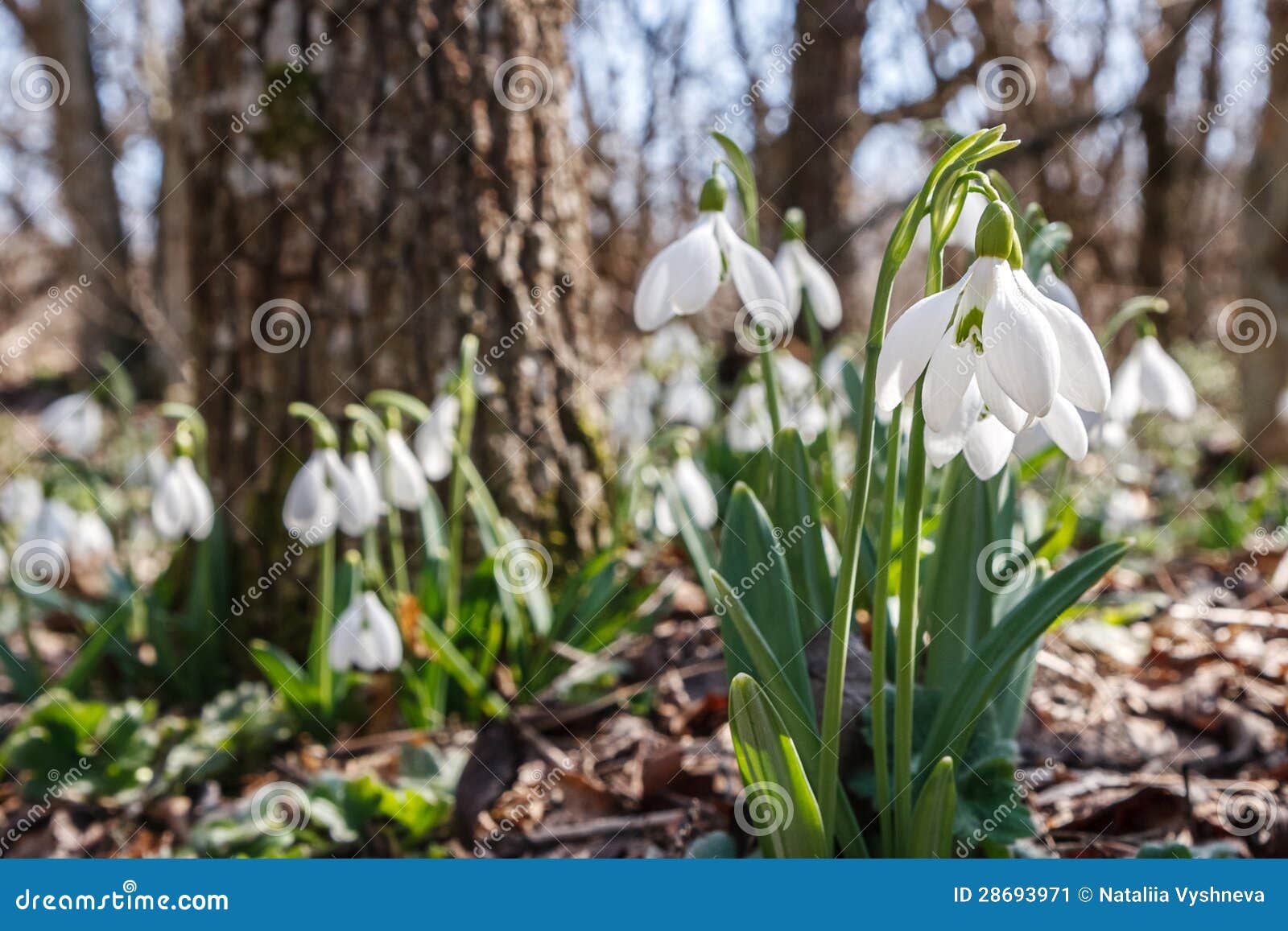Snowdrops in the forest stock image. Image of carpet - 28693971