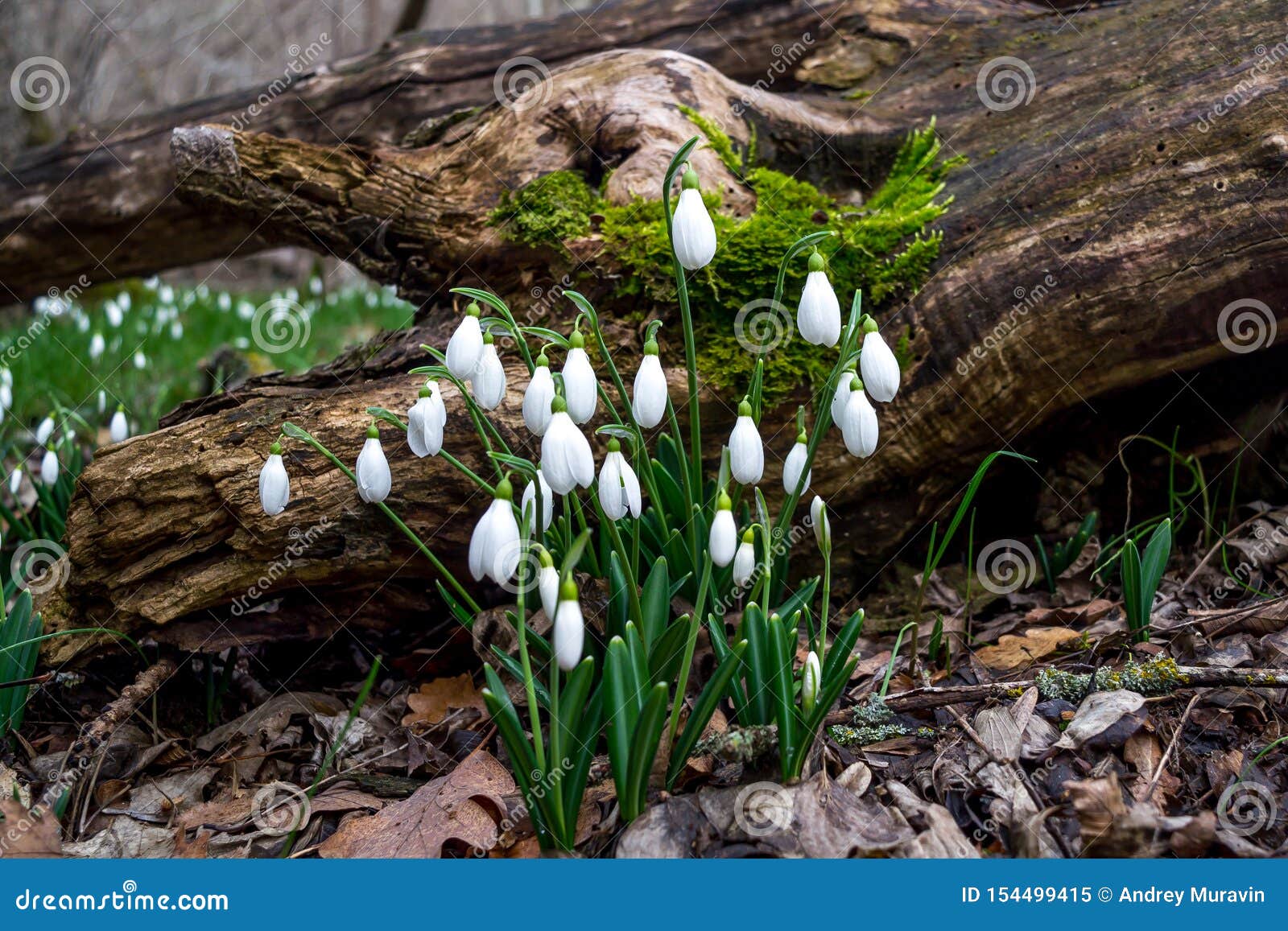 Snowdrops stock image. Image of forest, spring, garden - 154499415