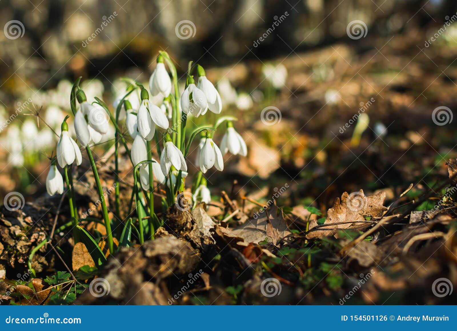Snowdrops stock photo. Image of garden, beautiful, meadow - 154501126