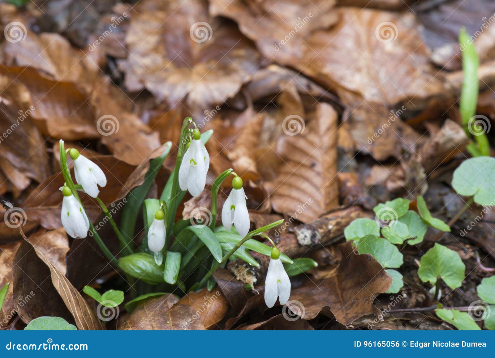 Snowdrops in a forest stock photo. Image of d810, blooming - 96165056