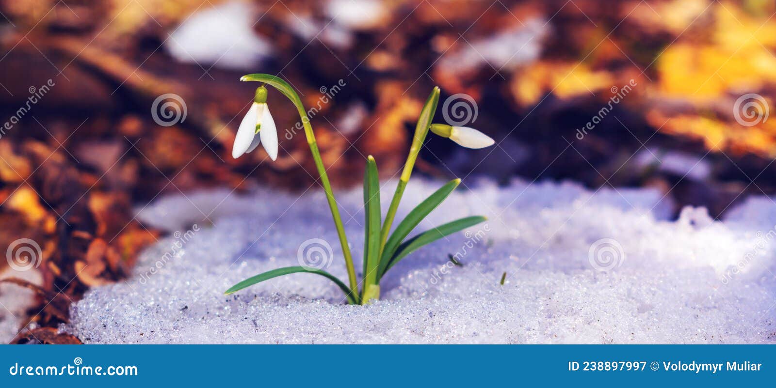 Snowdrops in the Forest in the Snow during Sunset Stock Image - Image ...
