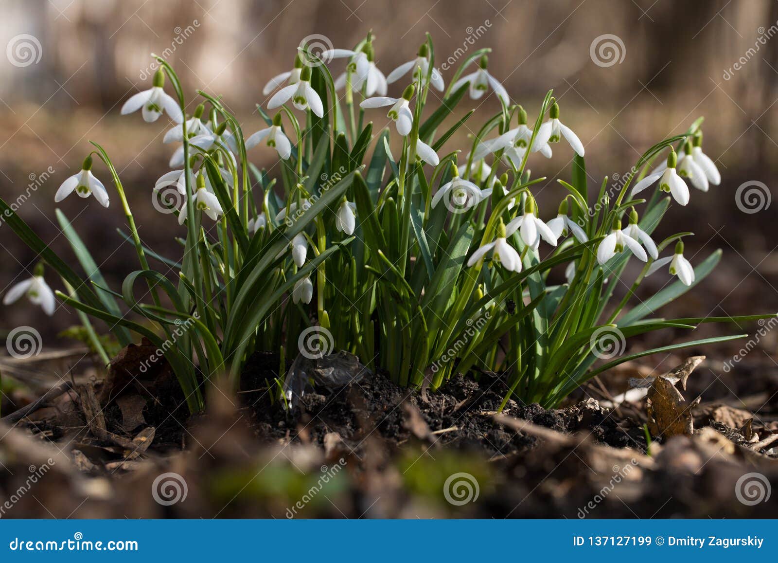 Snowdrops in the forest stock image. Image of outdoors - 137127199