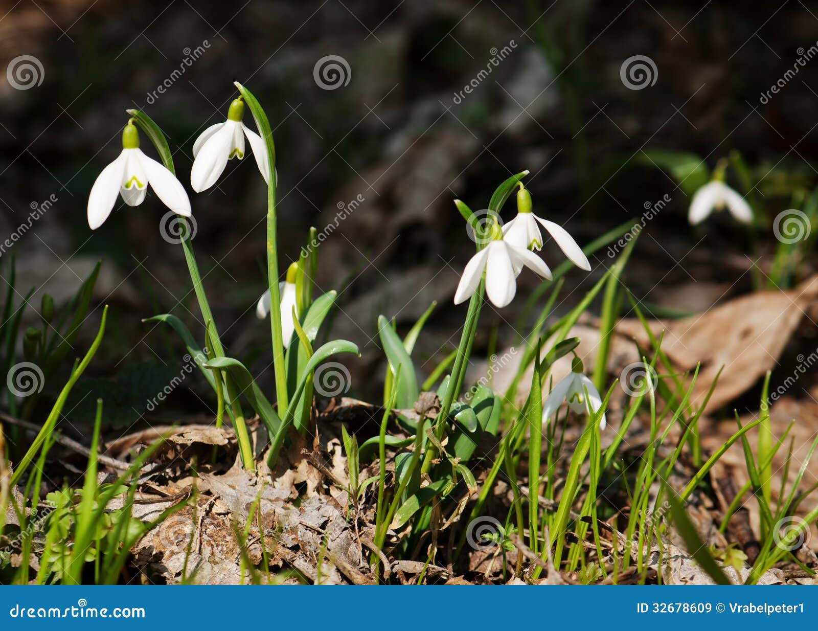Snowdrops in the forest stock image. Image of green, daylight - 32678609