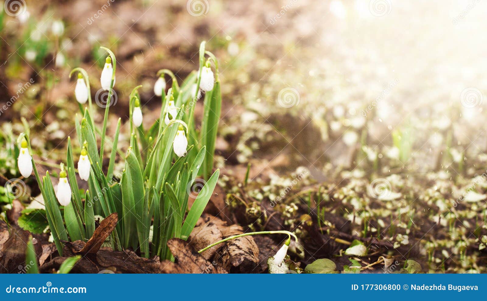 Snowdrops in a Forest with Sunlight Close Up, Springtime Stock Photo ... Snowdrops in a Forest with Sunlight Close Up, Springtime Stock Photo ...