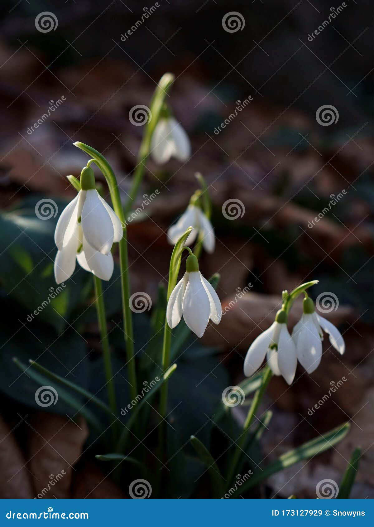 Snowdrops in the Forest Symbol of Spring and Hope Stock Image - Image ...