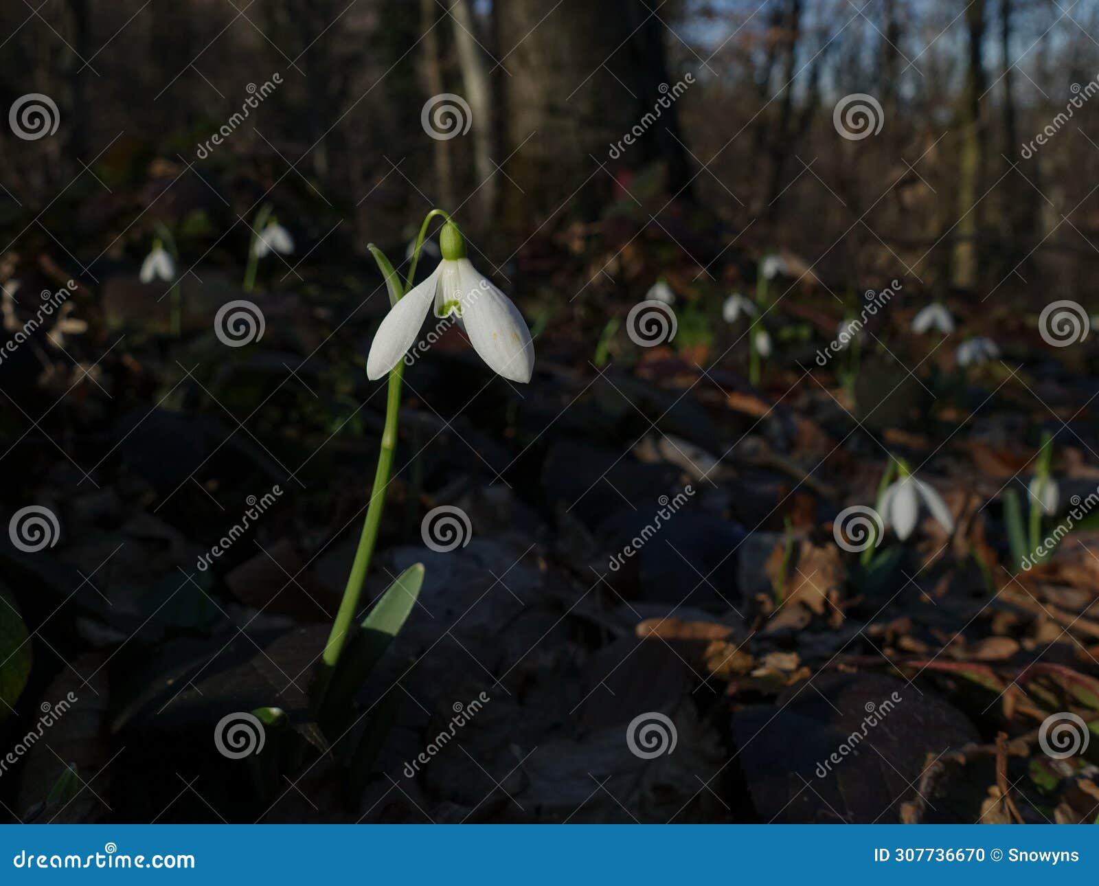Snowdrops in the Forest Symbol of Spring and Hope Stock Photo - Image ...