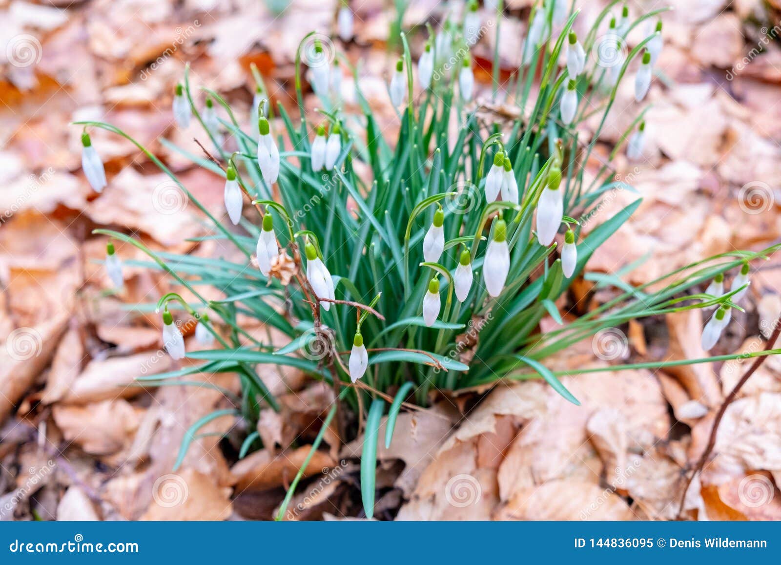 Snowdrops in the forest stock image. Image of flower - 144836095