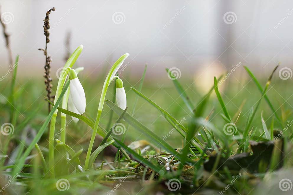 Snowdrops on a Green Background Summer Stock Image - Image of summer ...