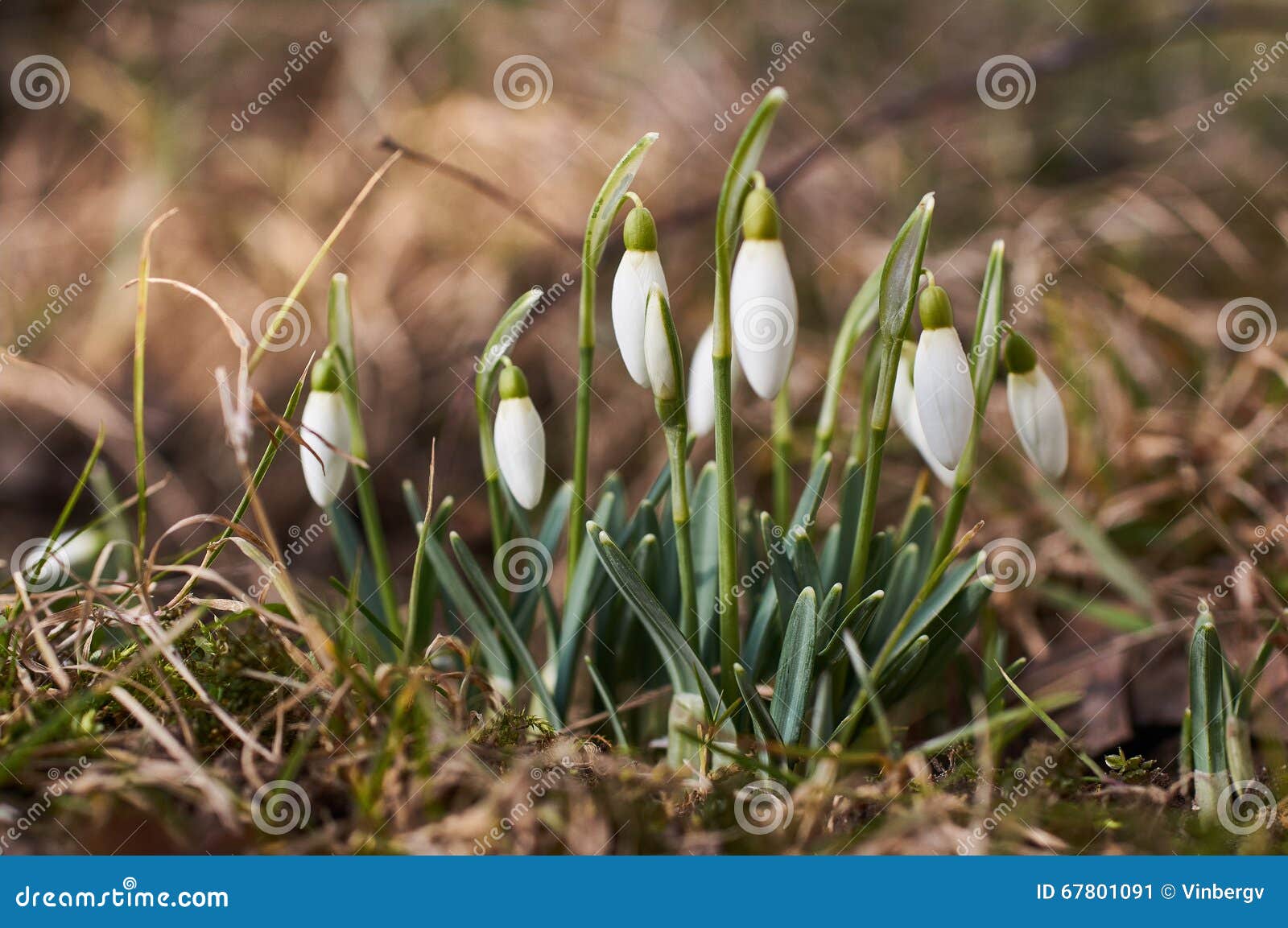 Snowdrops are Growing from the Ground Stock Image - Image of floral ...