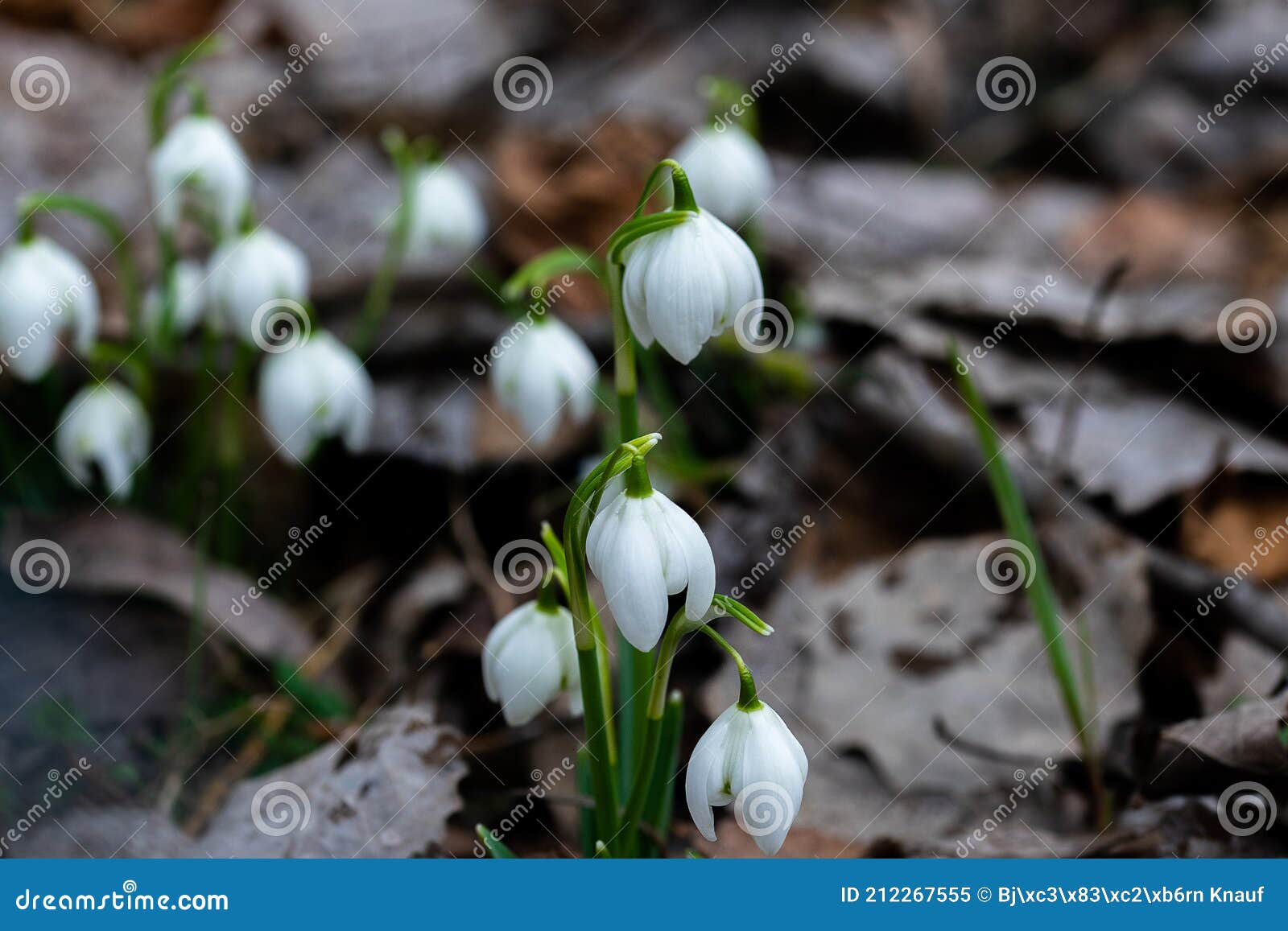 Snowdrop foliage,close up stock image. Image of natural - 212267555