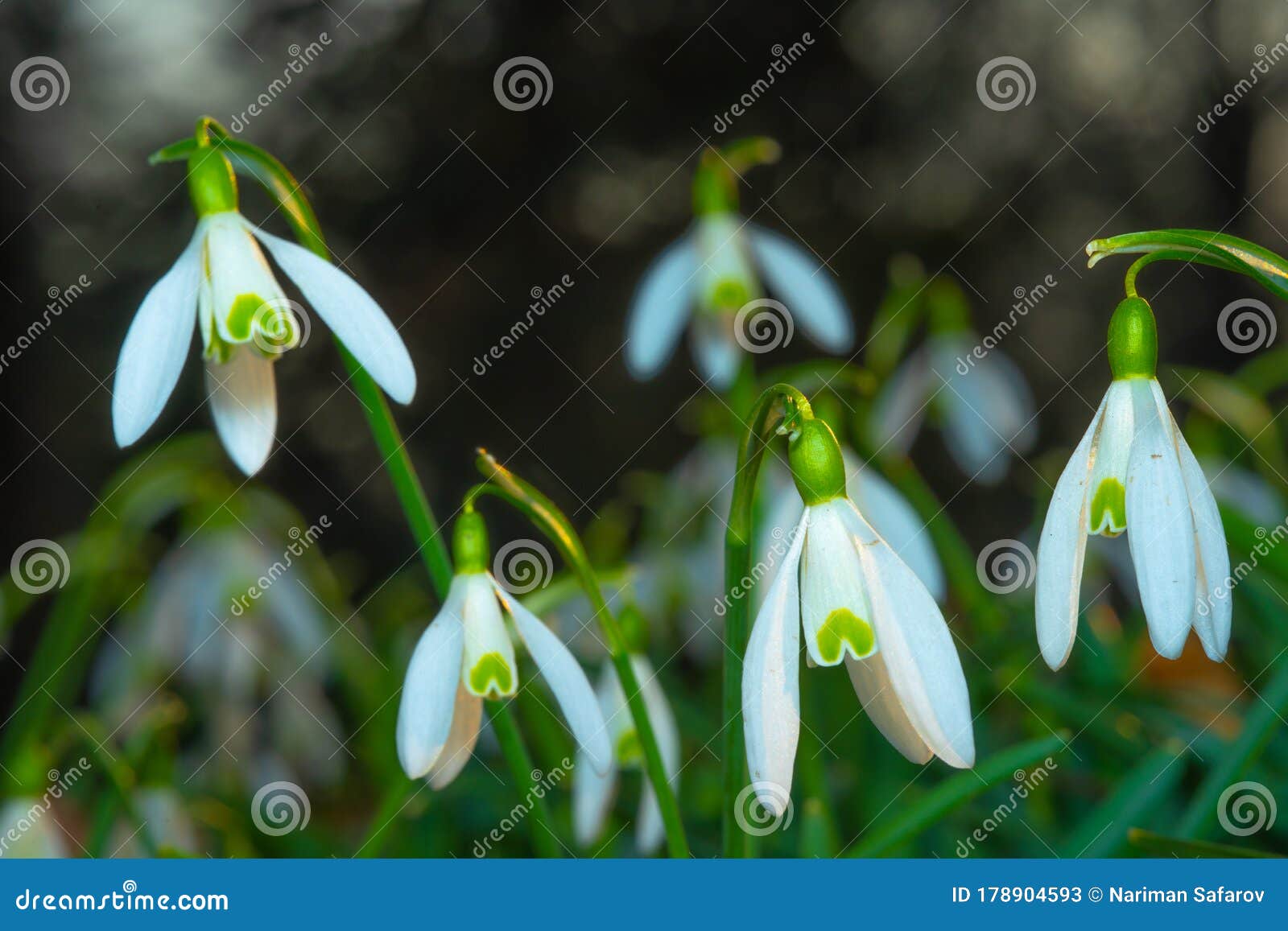 Snowdrops with a Heart on a Petal Stock Image - Image of early, nature ...