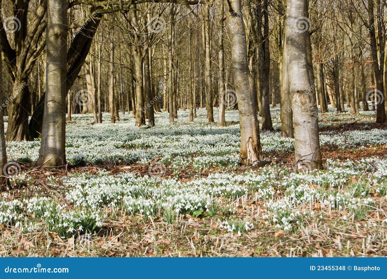 Snowdrops im Waldland stockfoto. Bild von schönheit, waldland - 23455348