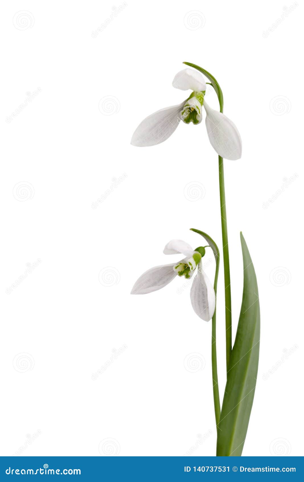 Snowdrops Isolated on a White Background Stock Image - Image of ...