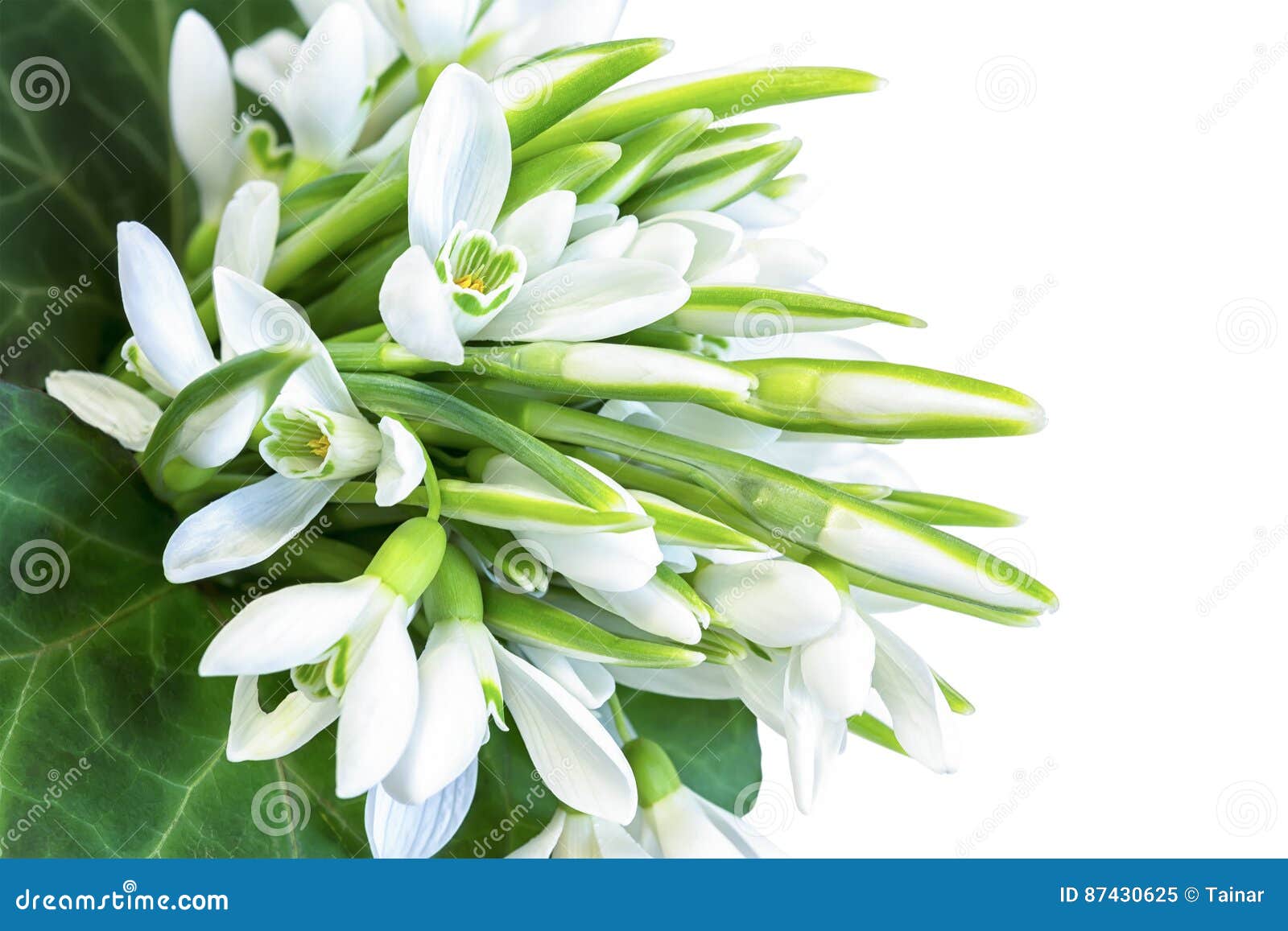 Snowdrops Isolated on White Background Stock Image - Image of bouquet ...