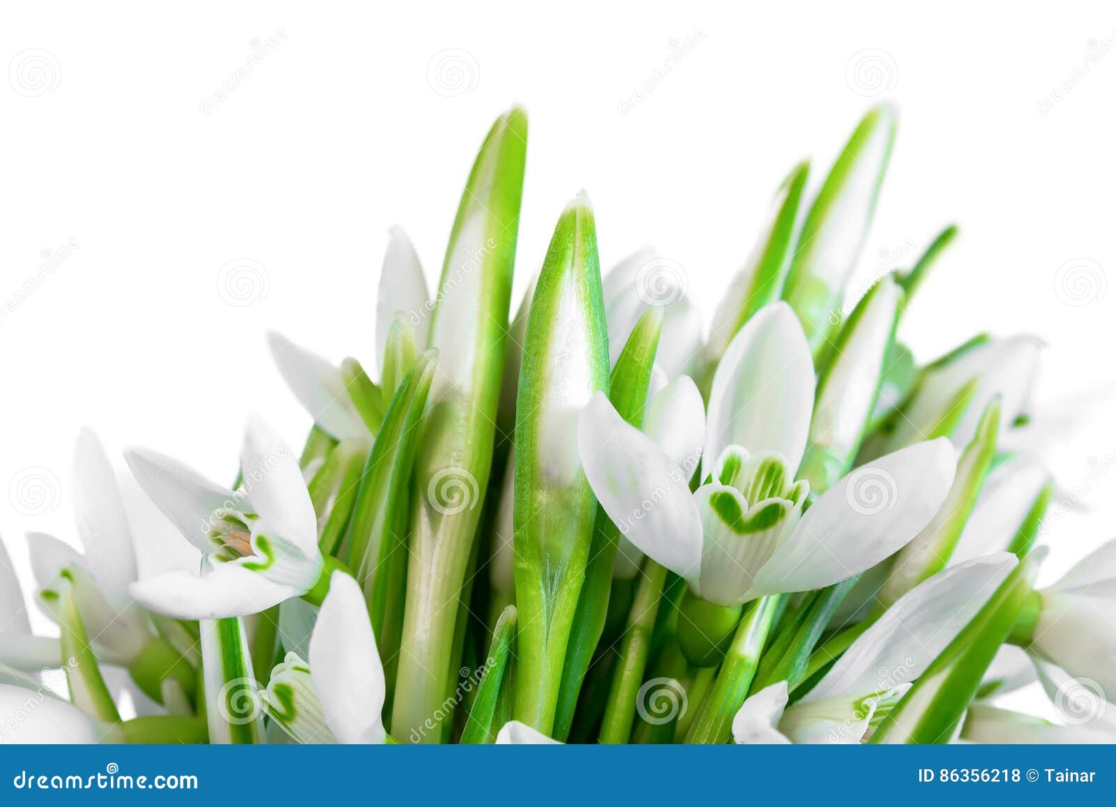 Snowdrops Isolated on White Background Stock Photo - Image of ...