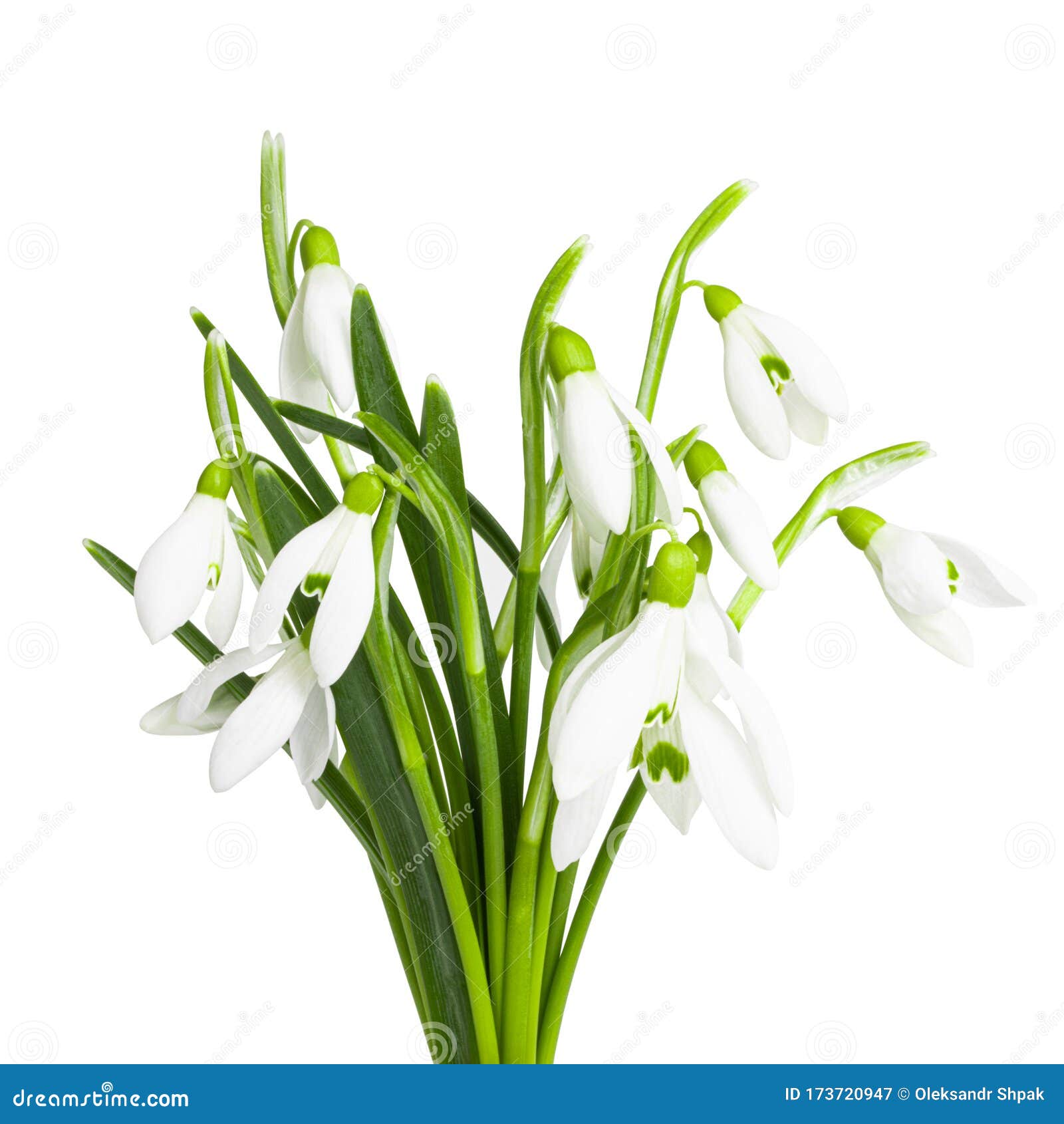 Snowdrops Isolated on White Background. Clipping Path Stock Image ...