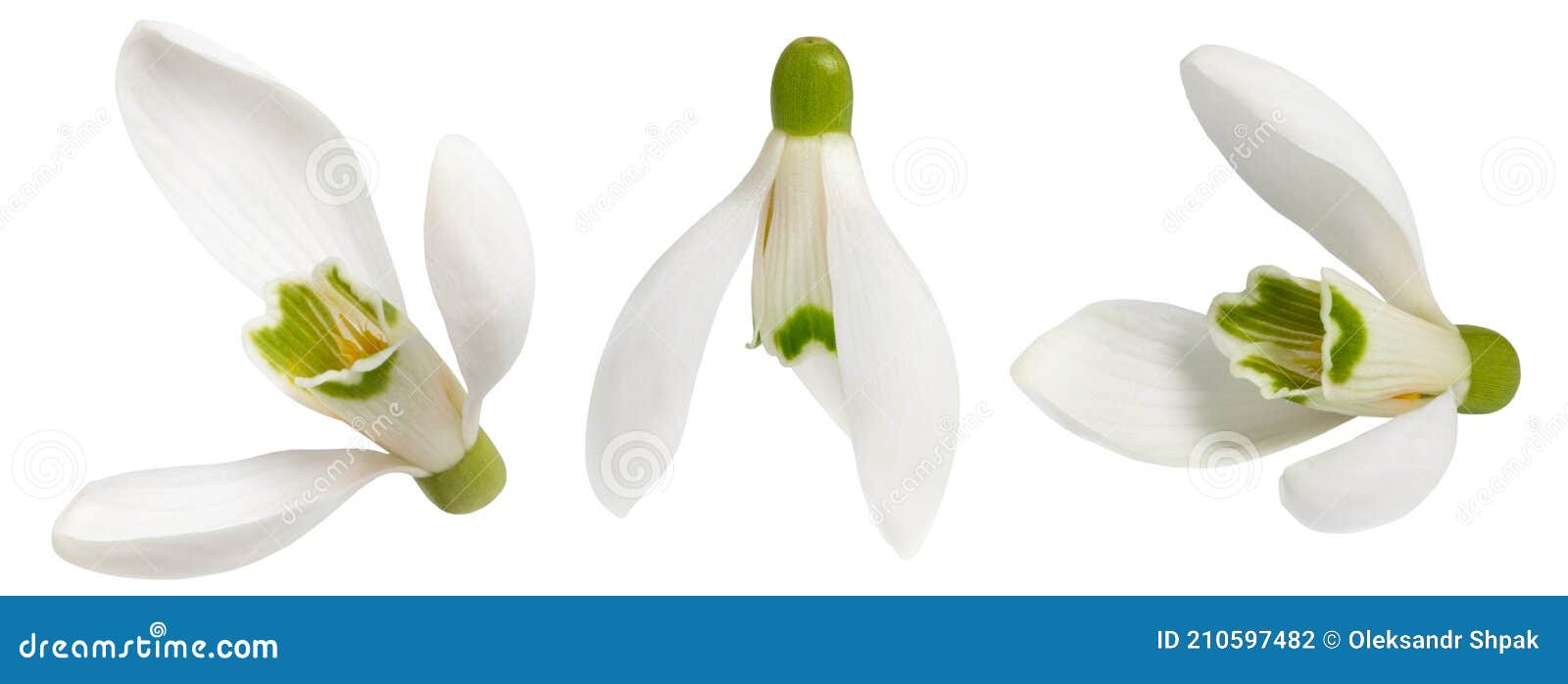Snowdrops Isolated on White Background. Clipping Path Stock Photo ...