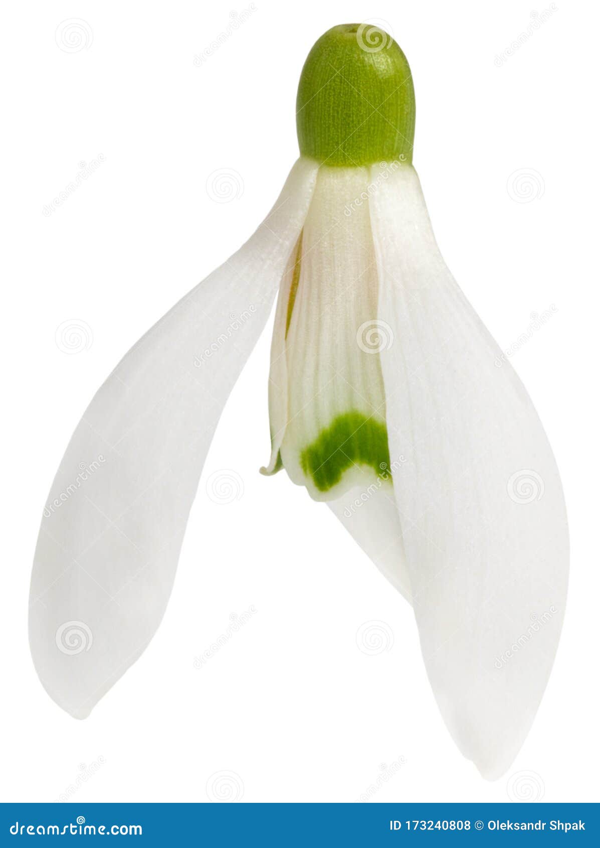 Snowdrops Isolated on White Background. Clipping Path Stock Photo ...