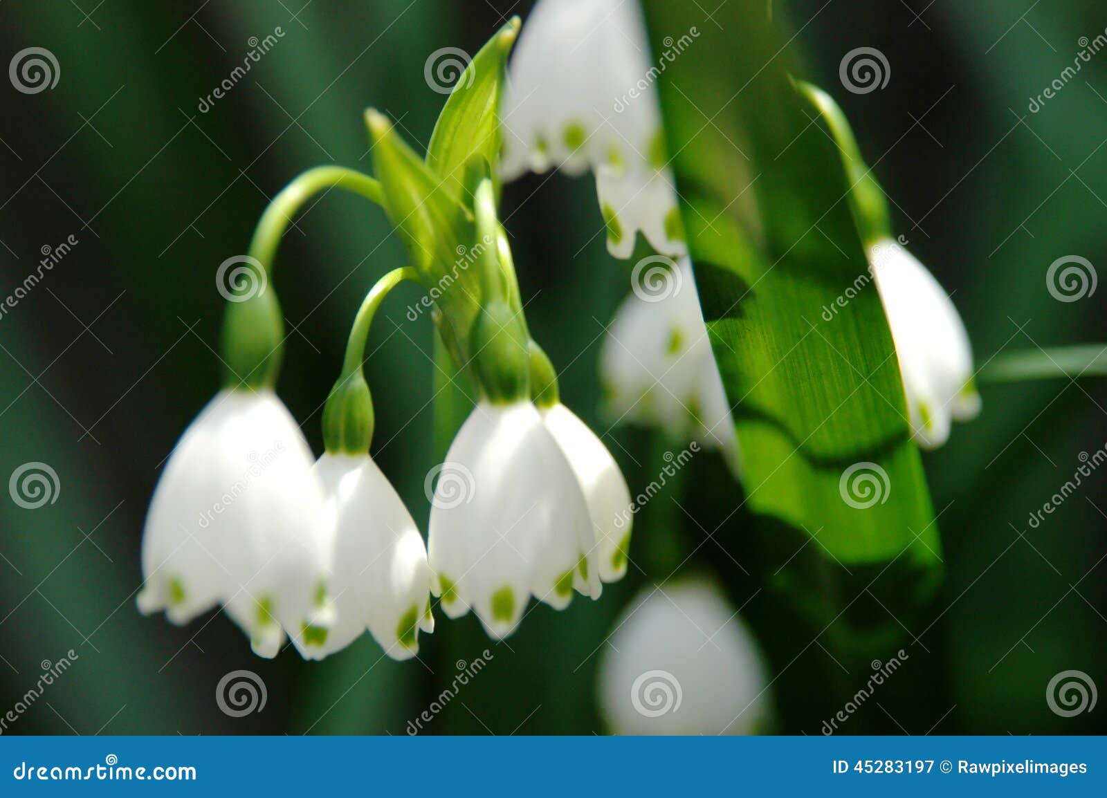 Snowdrops in Japan on a Sunlight Stock Image - Image of gardening ...