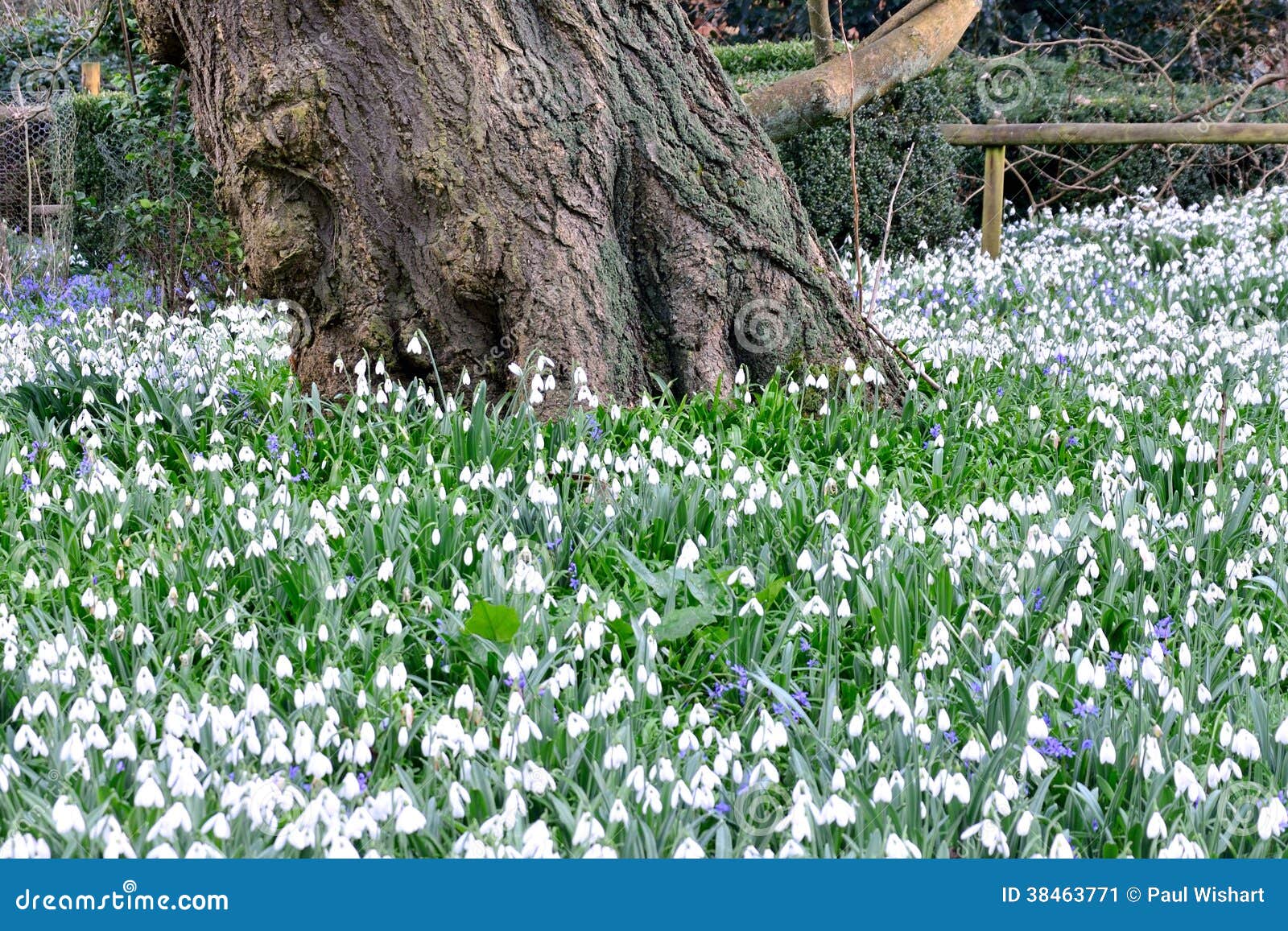 Snowdrops by Large Treetrunk Stock Image - Image of blossom, landscape ...
