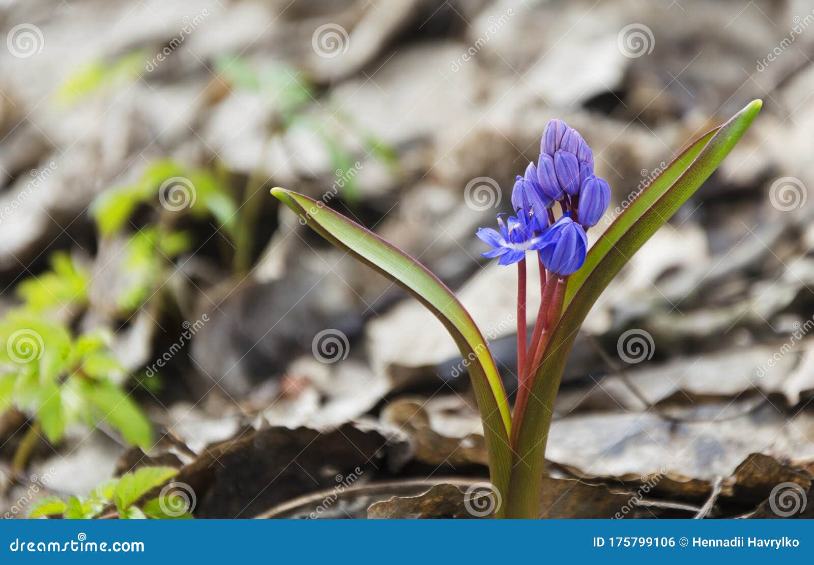 Snowdrops on the Lawn Sprouting among the Leaves in Early Spring 6 ...
