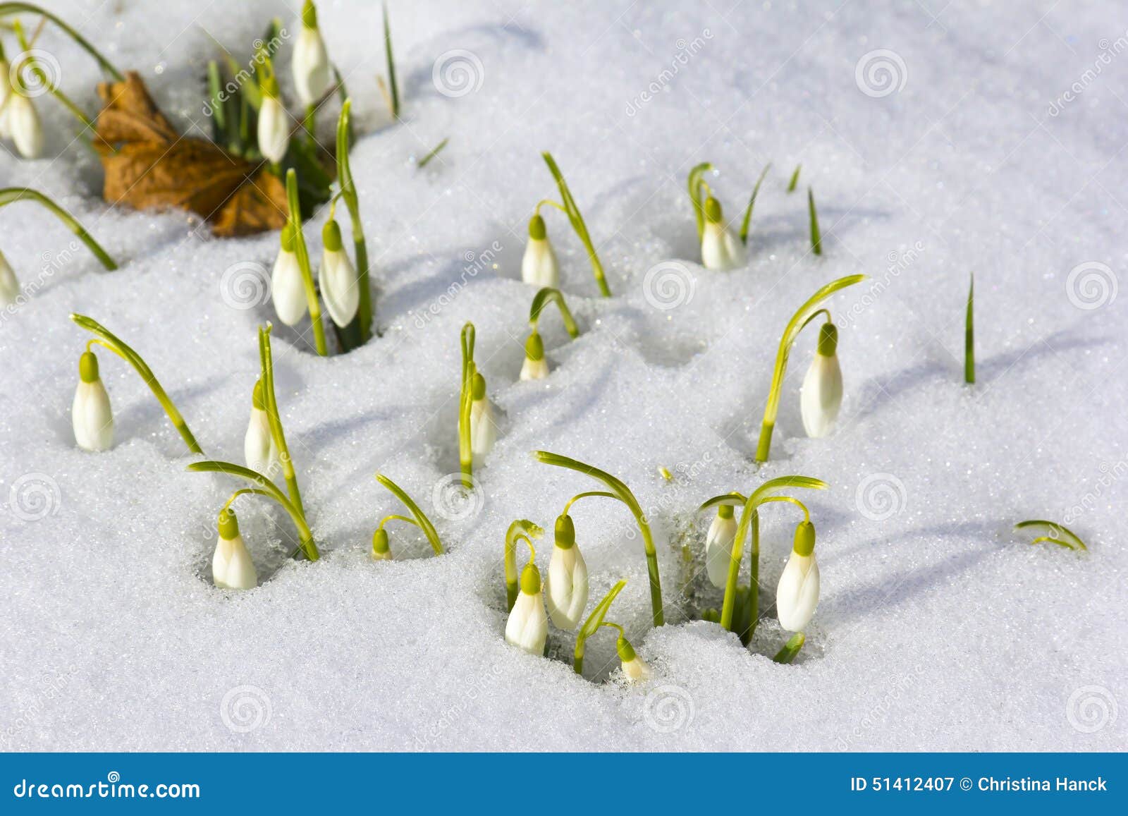 Snowdrops in March stock image. Image of petal, leaf - 51412407