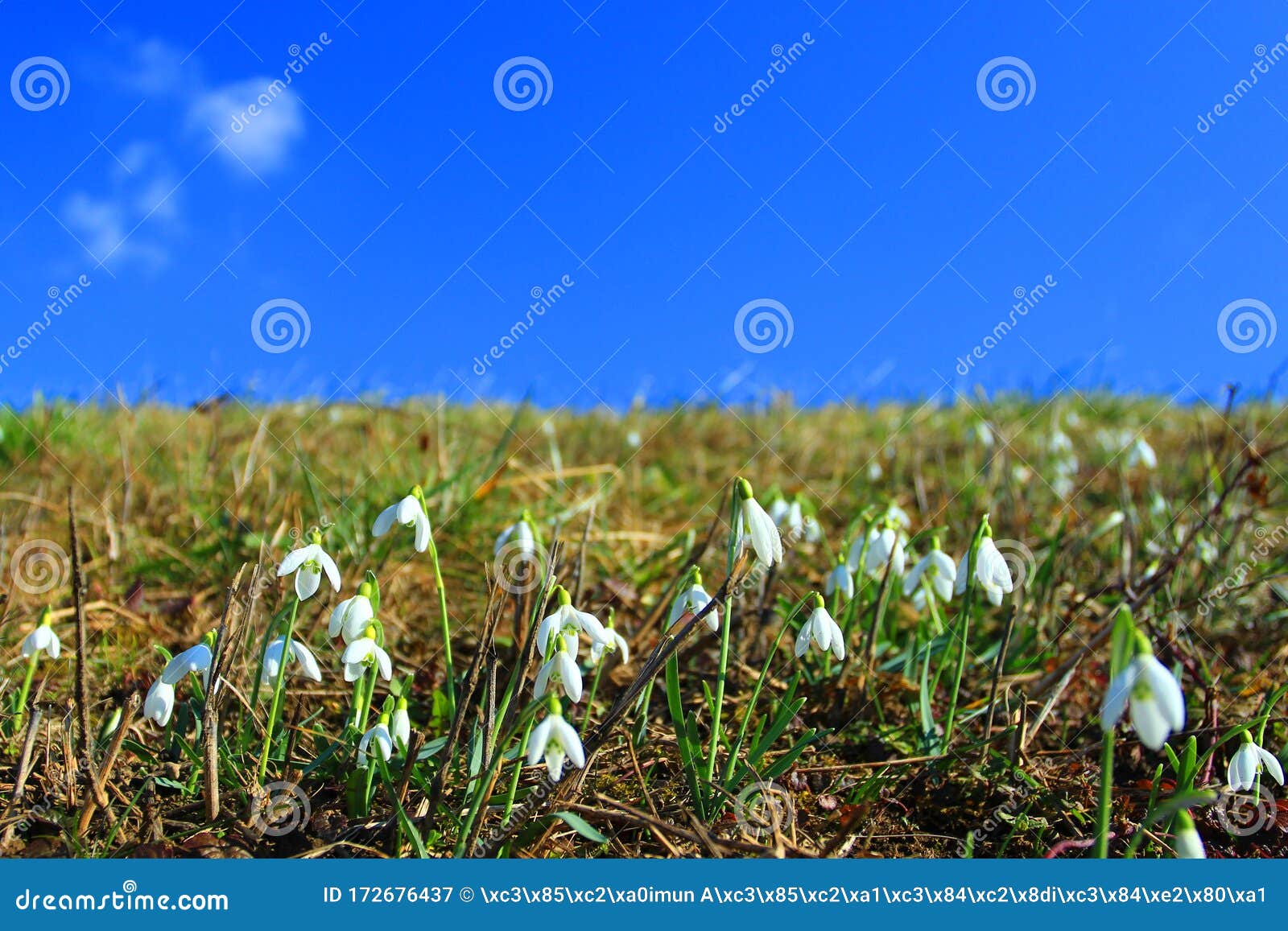 Snowdrops on Meadow in Spring Stock Image - Image of grass, blossom ...