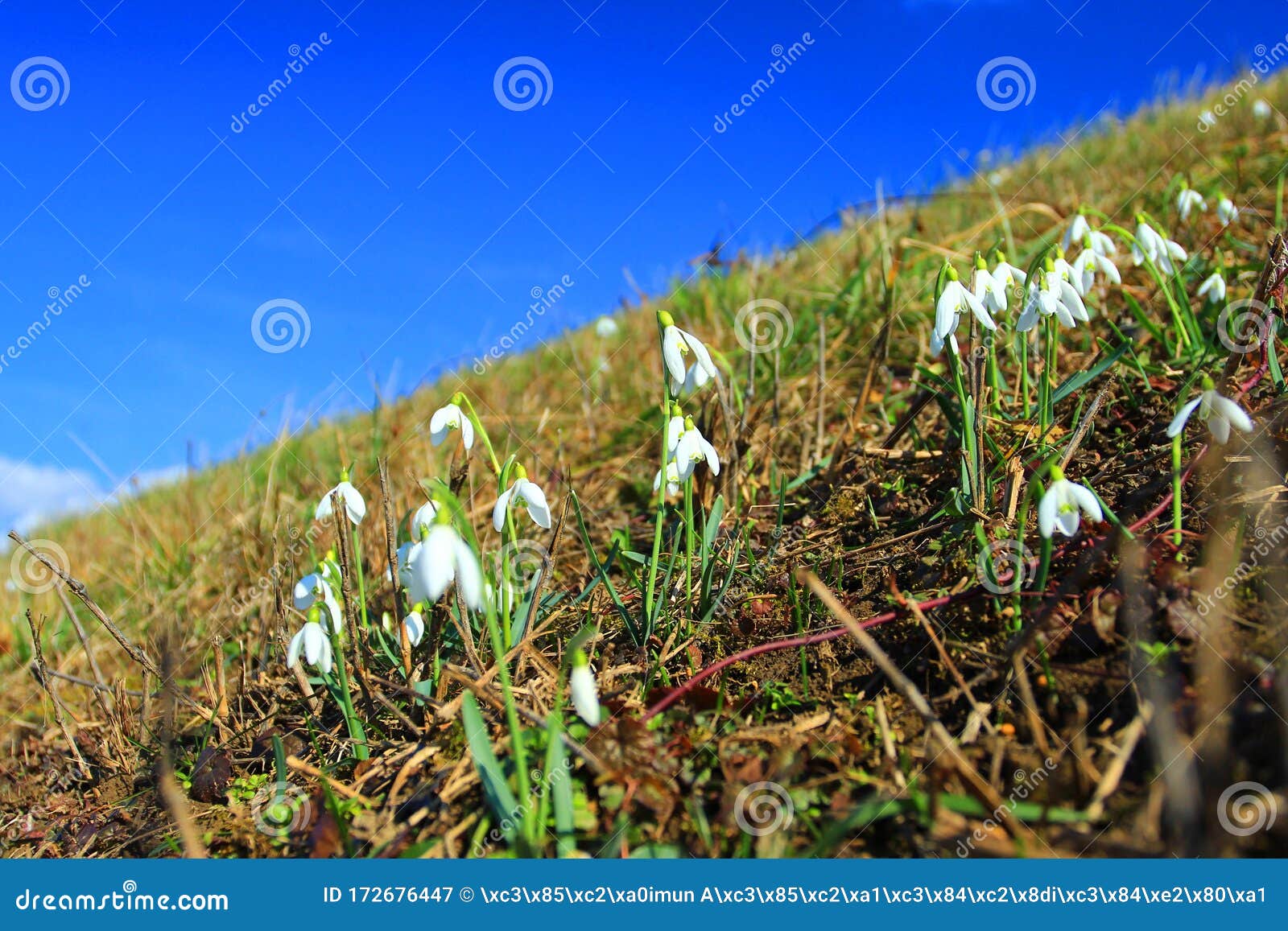 Snowdrops on Meadow in Spring Stock Image - Image of flowers, meadow ...