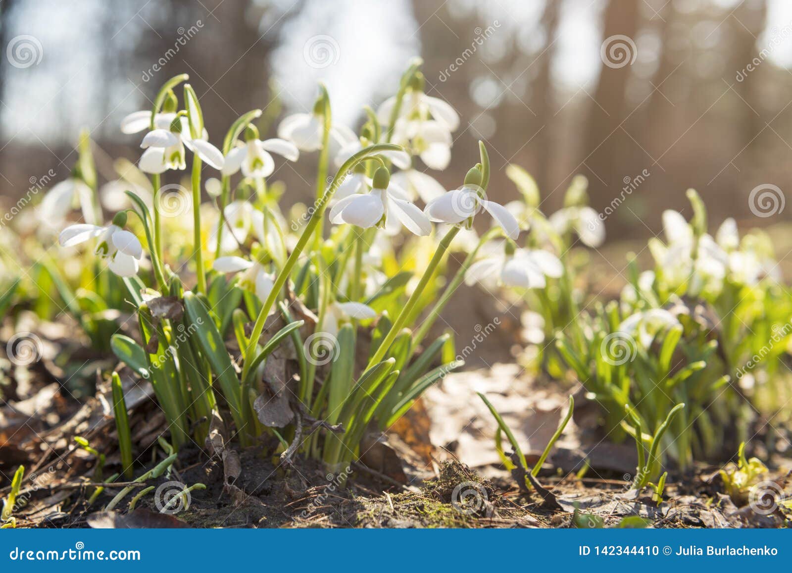 Snowdrops in a Morning Park Stock Photo - Image of nature, growing ...