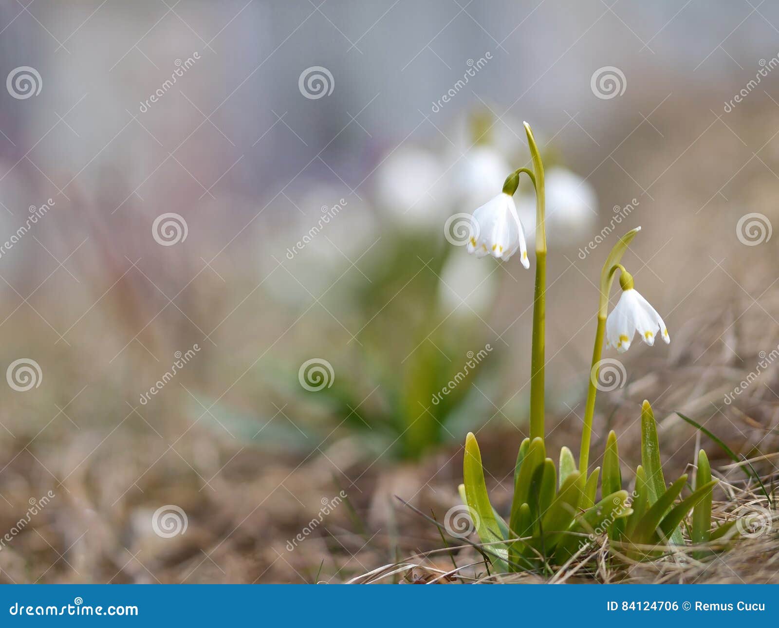 Snowdrops in nature stock photo. Image of forest, outdoor - 84124706