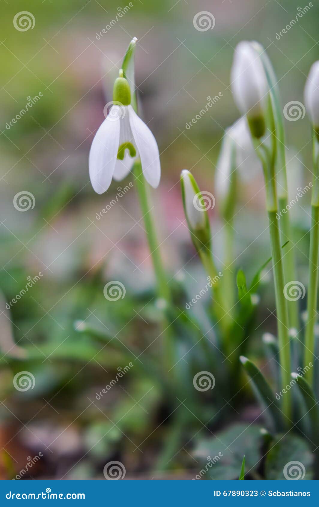 Snowdrops stock image. Image of snowdrop, angle, view - 67890323