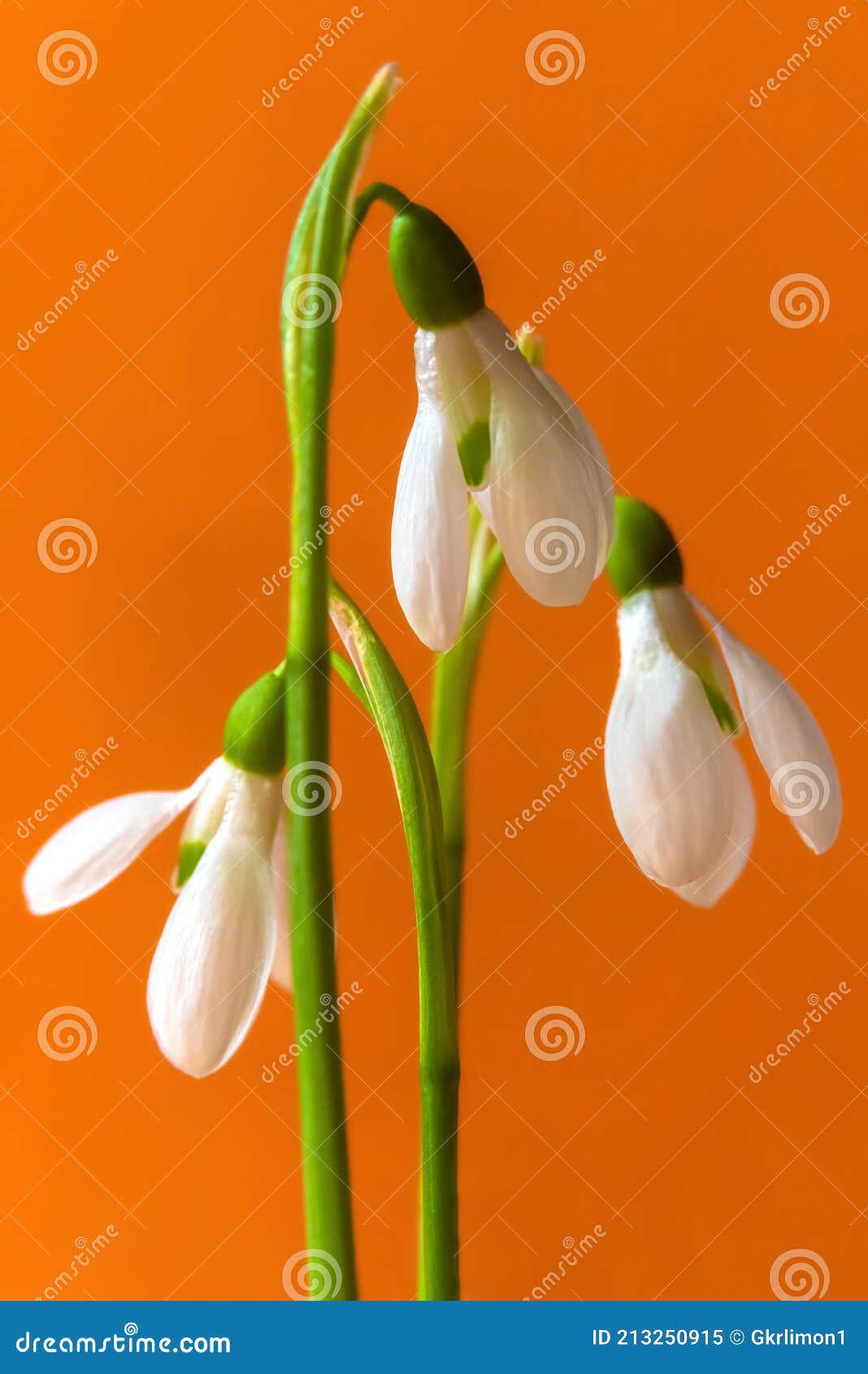 Snowdrops on an Orange, Isolated Background Stock Image - Image of ...