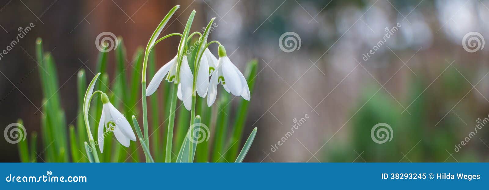 Snowdrops panorama stock image. Image of snow, flora - 38293245