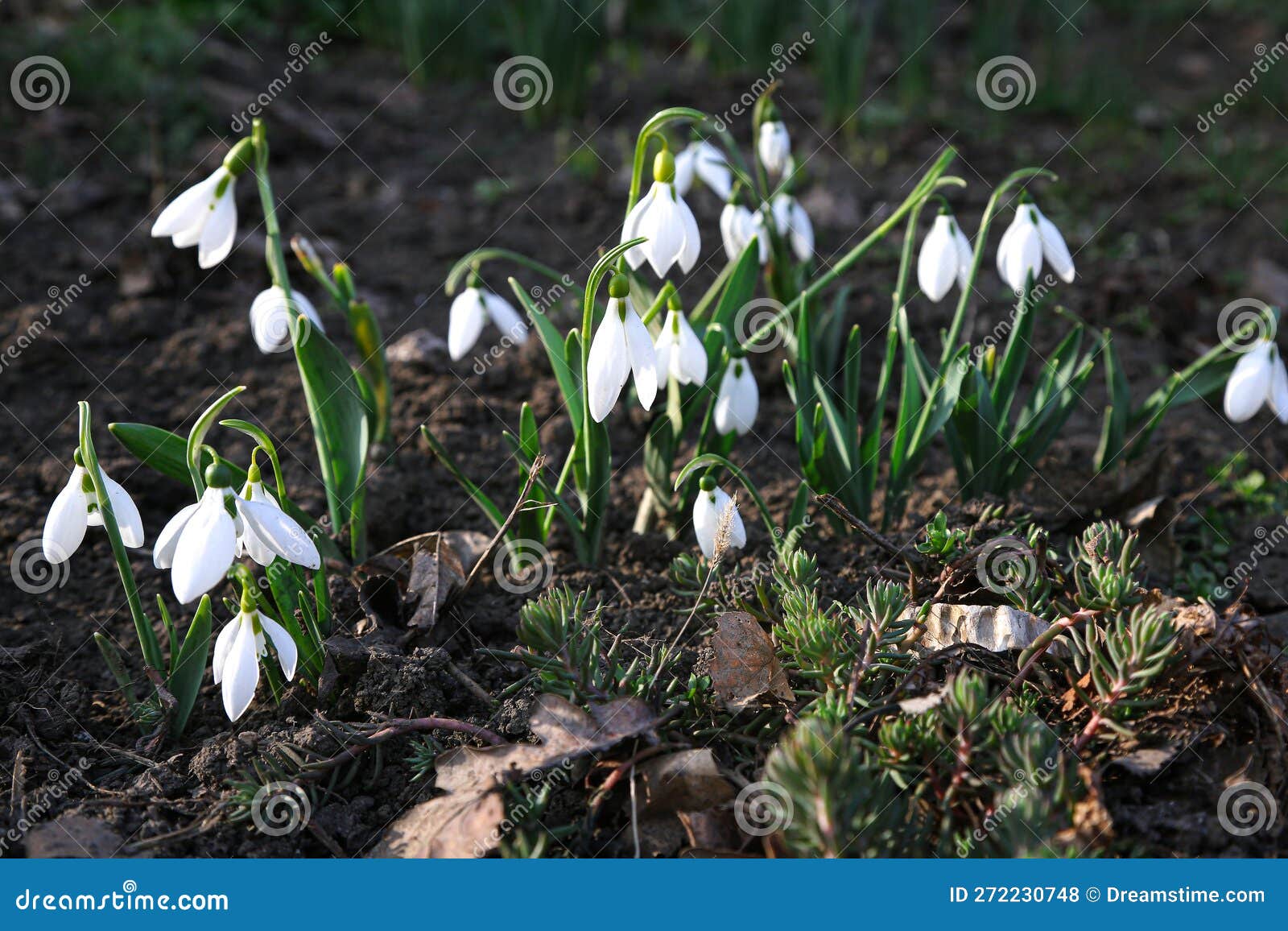 Snowdrops in the park stock photo. Image of nature, closeup - 272230748
